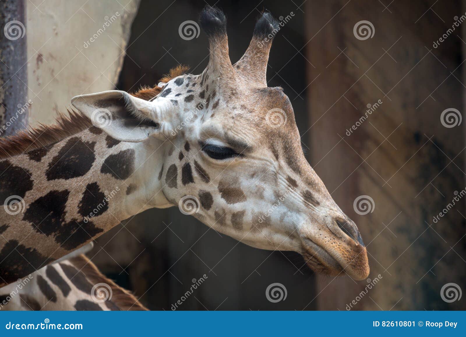 Giraffe Close Up Head Shot Portrait. Stock Image - Image of portrait ...
