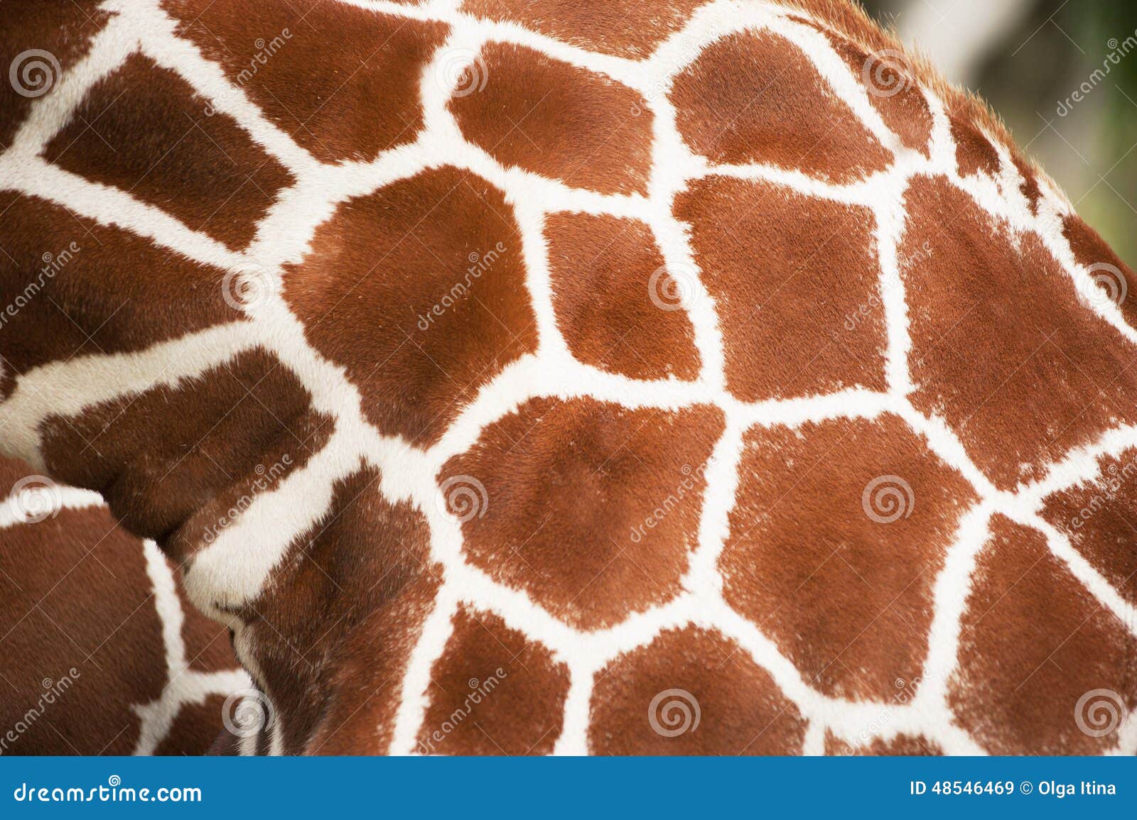 Giraffe Spots Wallpaper Pattern