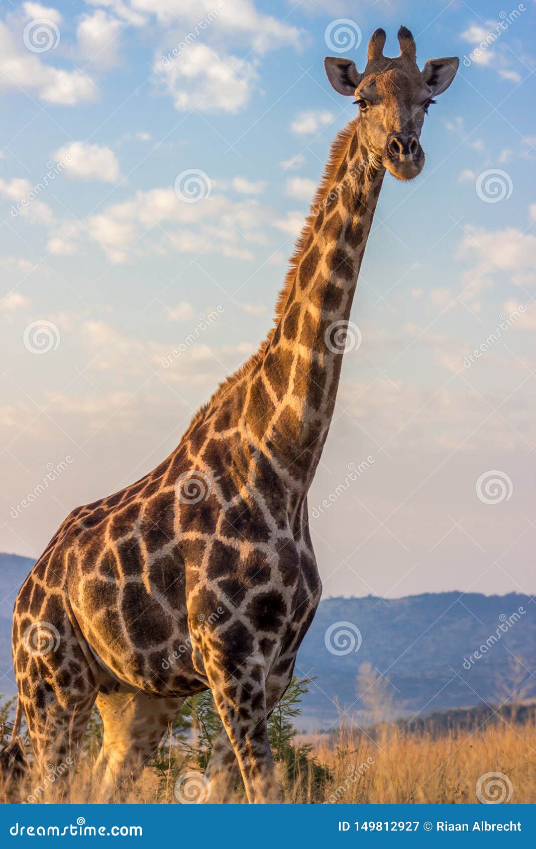 Giraffe Closeup with Blue Sky Stock Image - Image of wild, animal ...