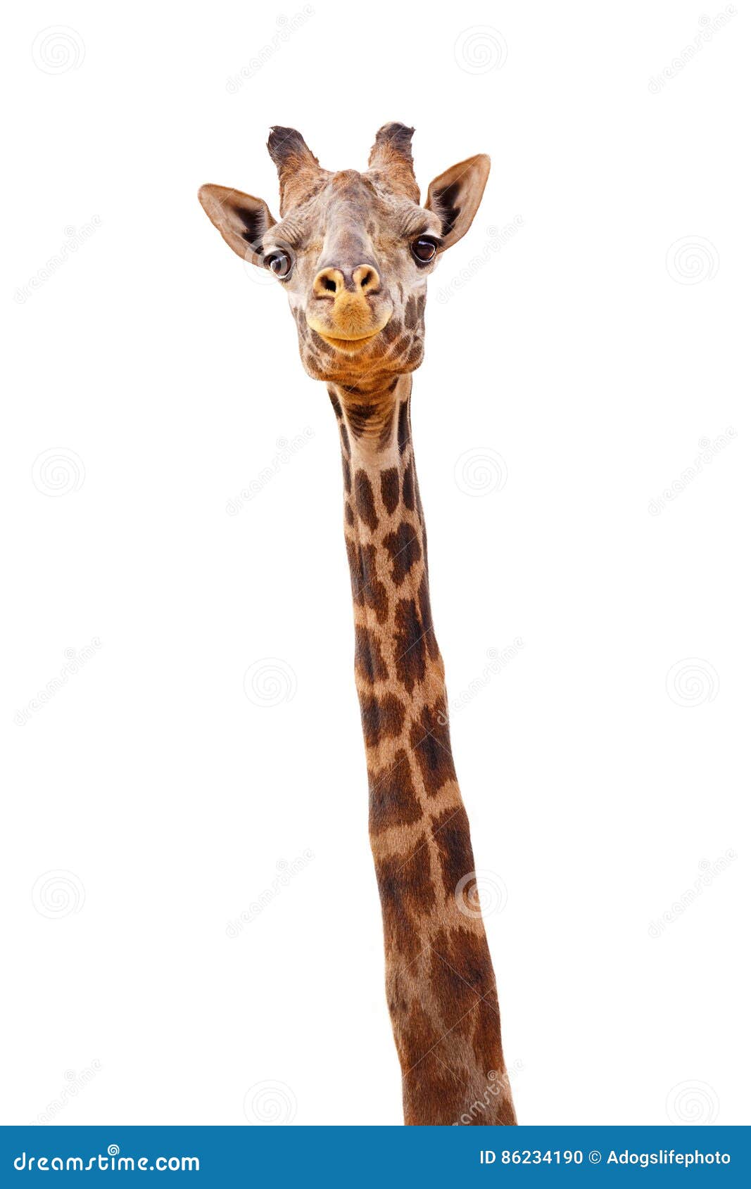 Giraffe Closeup Isolated - Happy Expression Stock Photo - Image of long ...