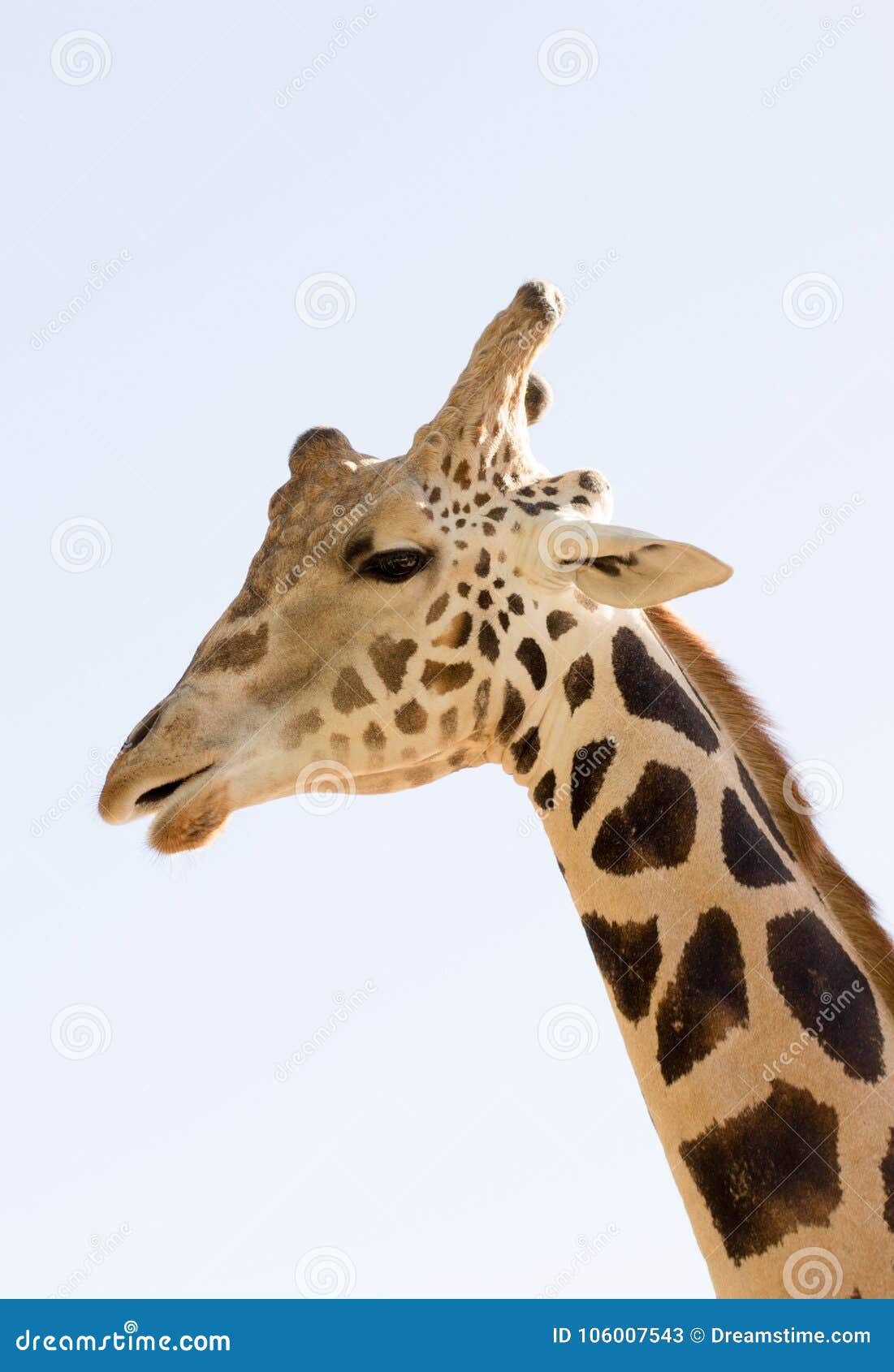 Giraffe Closeup Side View of Face Stock Image - Image of neck, face ...