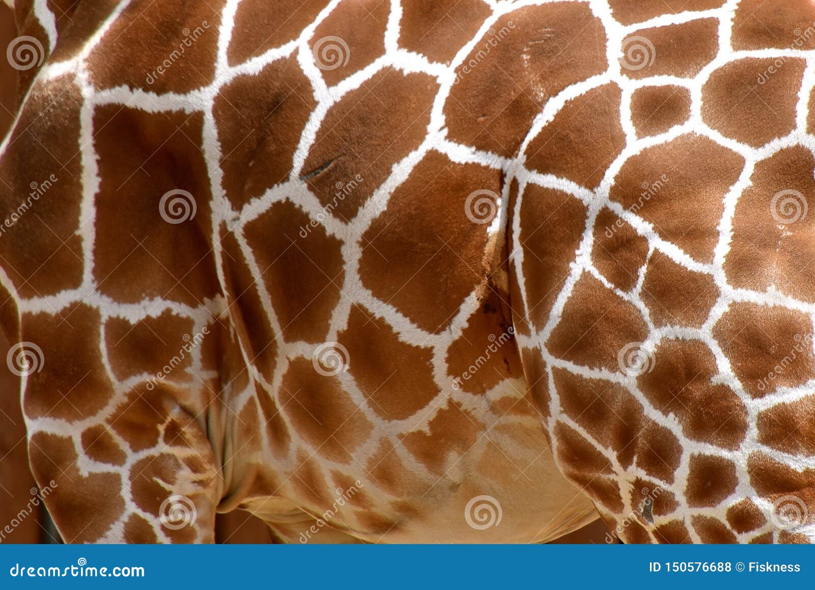 Giraffe Closeup of the Spots and Coloration Stock Photo - Image of ...