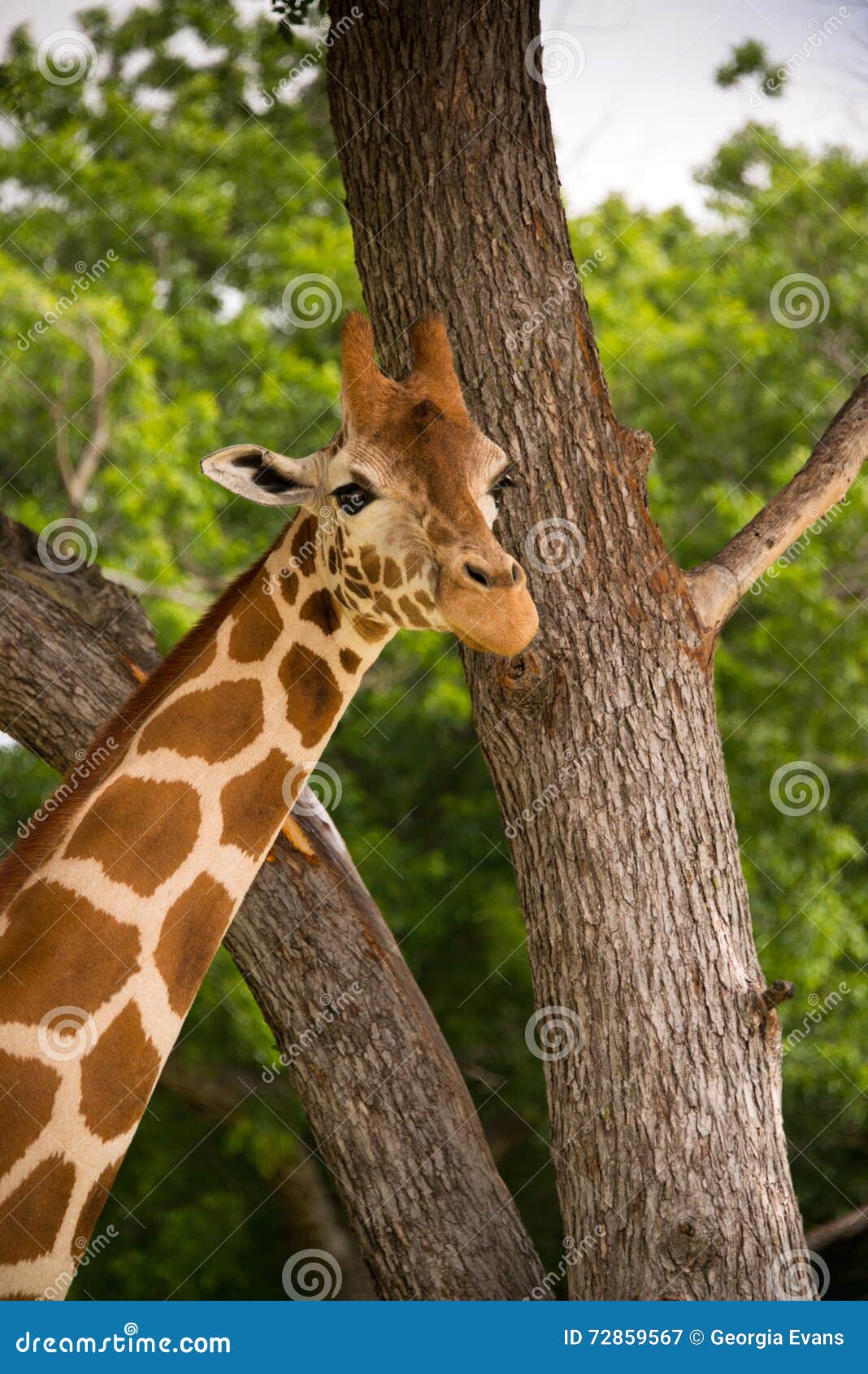 Giraffe Closeup among the Trees Stock Image - Image of closeup, close ...