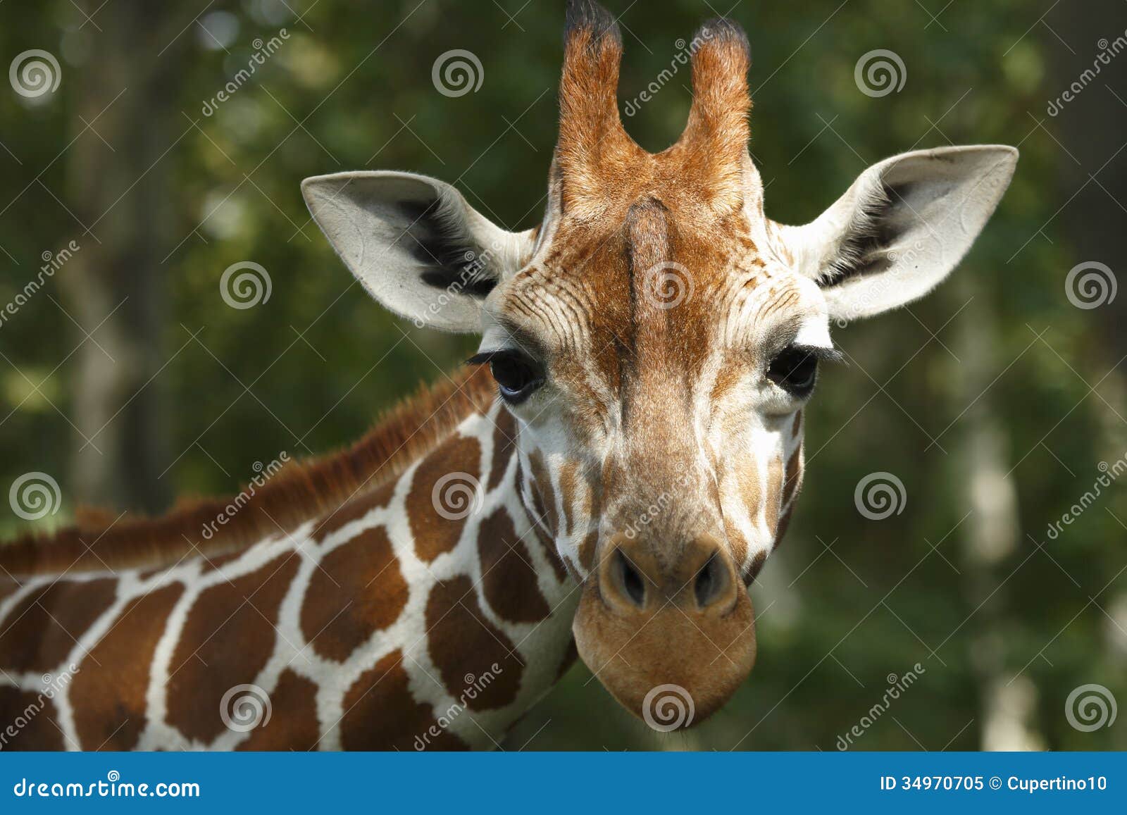 Giraffe stock image. Image of nature, herbivore, face - 34970705
