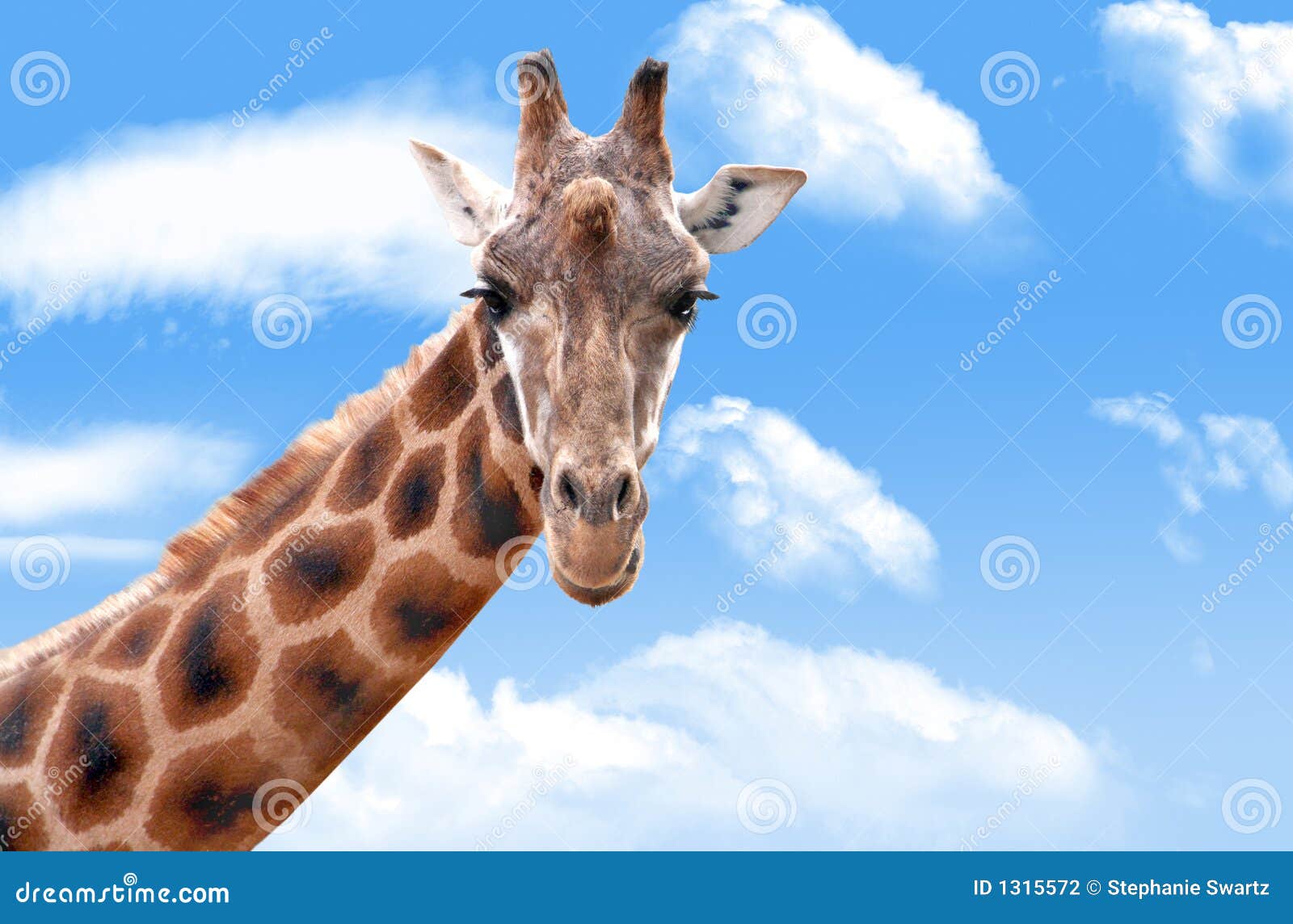 Giraffe in the clouds stock photo. Image of south, kruge - 1315572