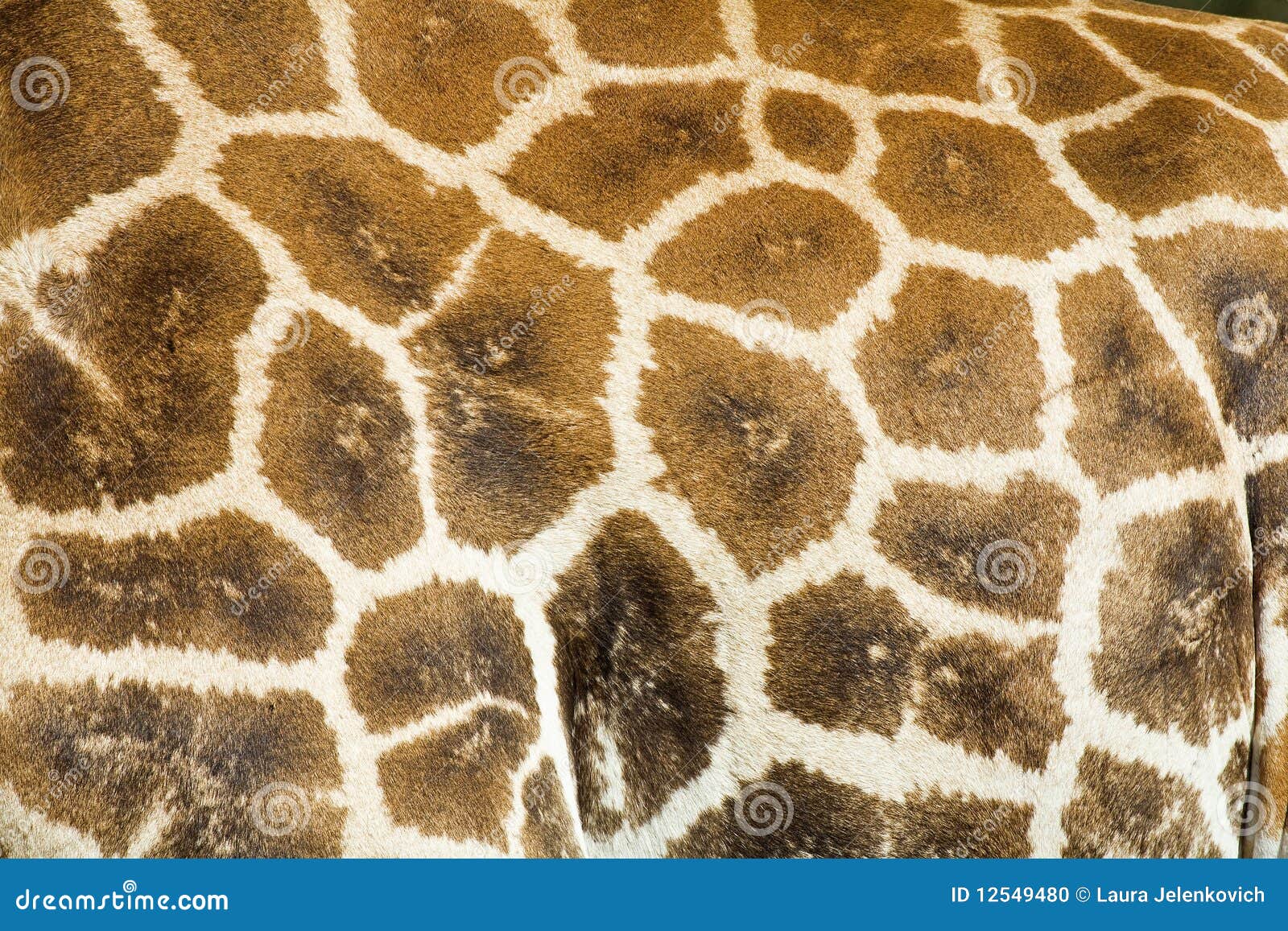 Giraffe coat stock photo. Image of sunrise, kenya, acacia - 12549480