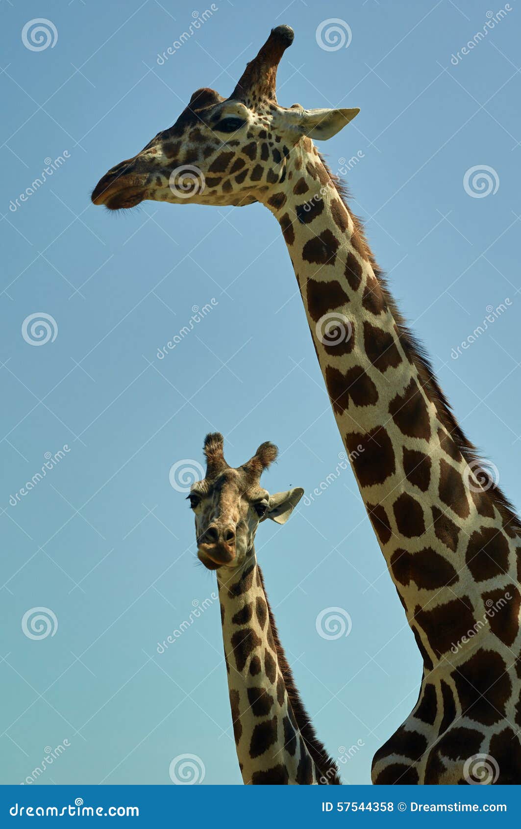 Giraffe stock photo. Image of couple, animal, safari - 57544358