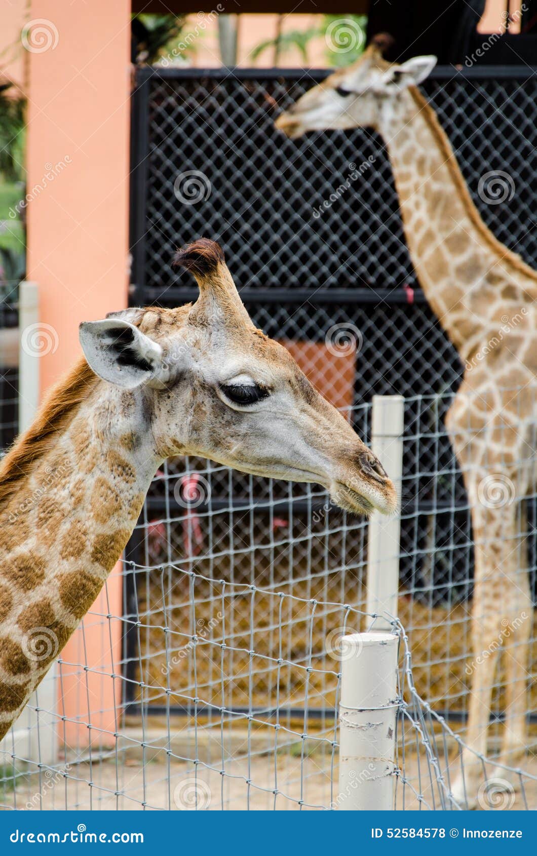 Giraffe stock photo. Image of giraffe, savanna, safari - 52584578