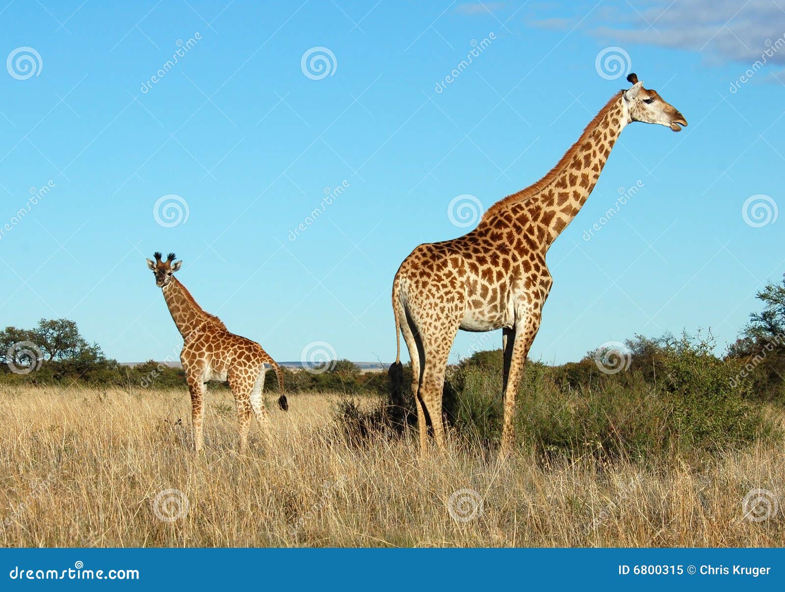 Giraffe Cow and Calf in Africa Stock Image - Image of artiodactyla ...
