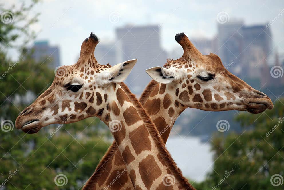 Giraffe crossing stock photo. Image of captivity, african - 7504378