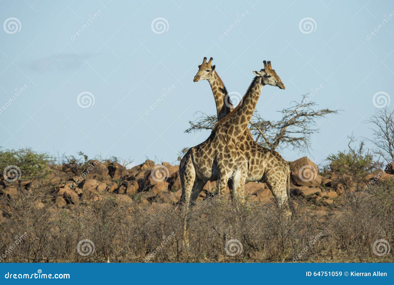 Giraffe crossing necks stock image. Image of layers, portrait - 64751059