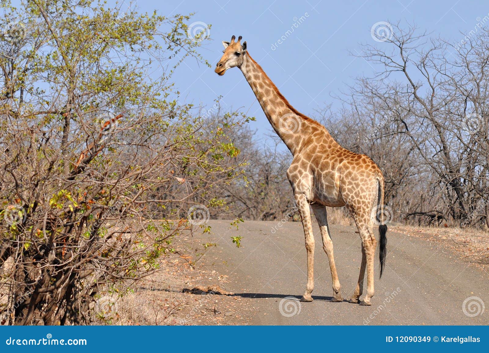 Giraffe crossing road stock image. Image of high, legs - 12090349