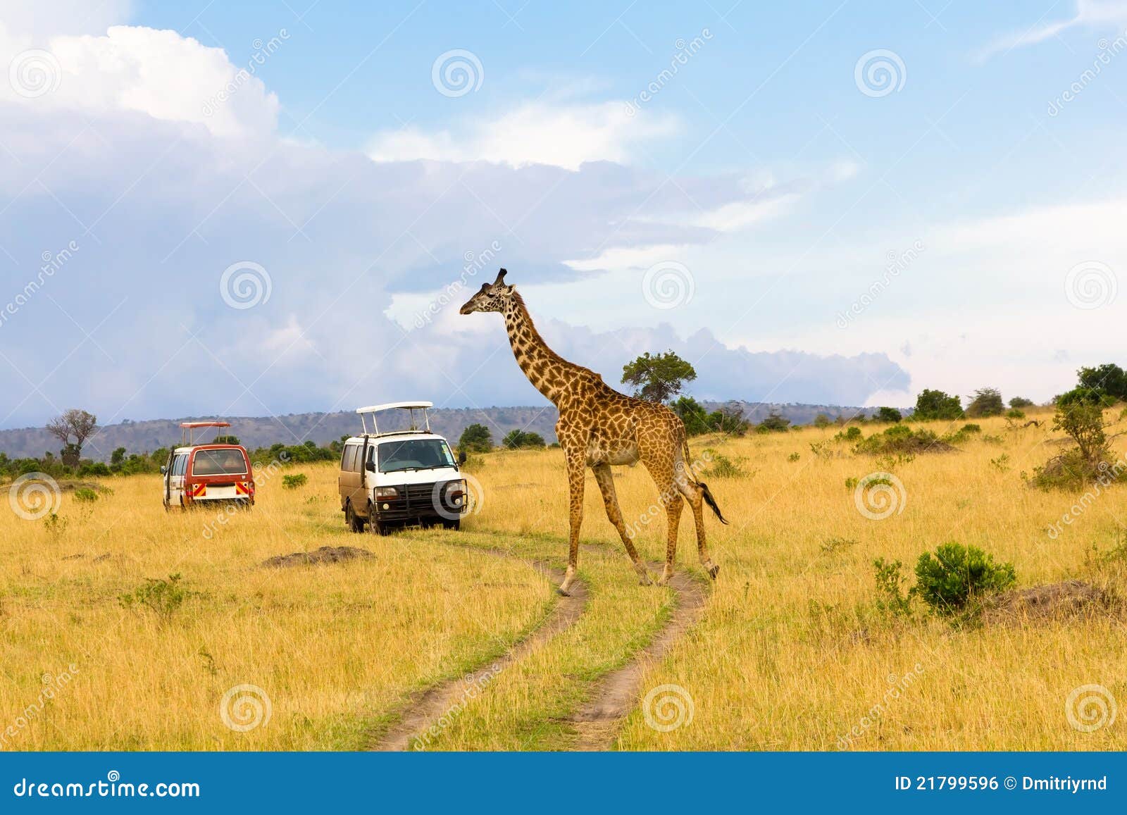 Giraffe Crossing Road In Kruger National Park Stock Image ...