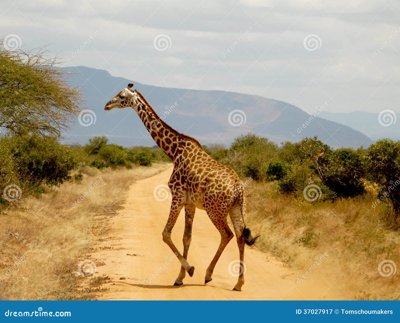Giraffe crossing the road stock image. Image of nature - 37027917