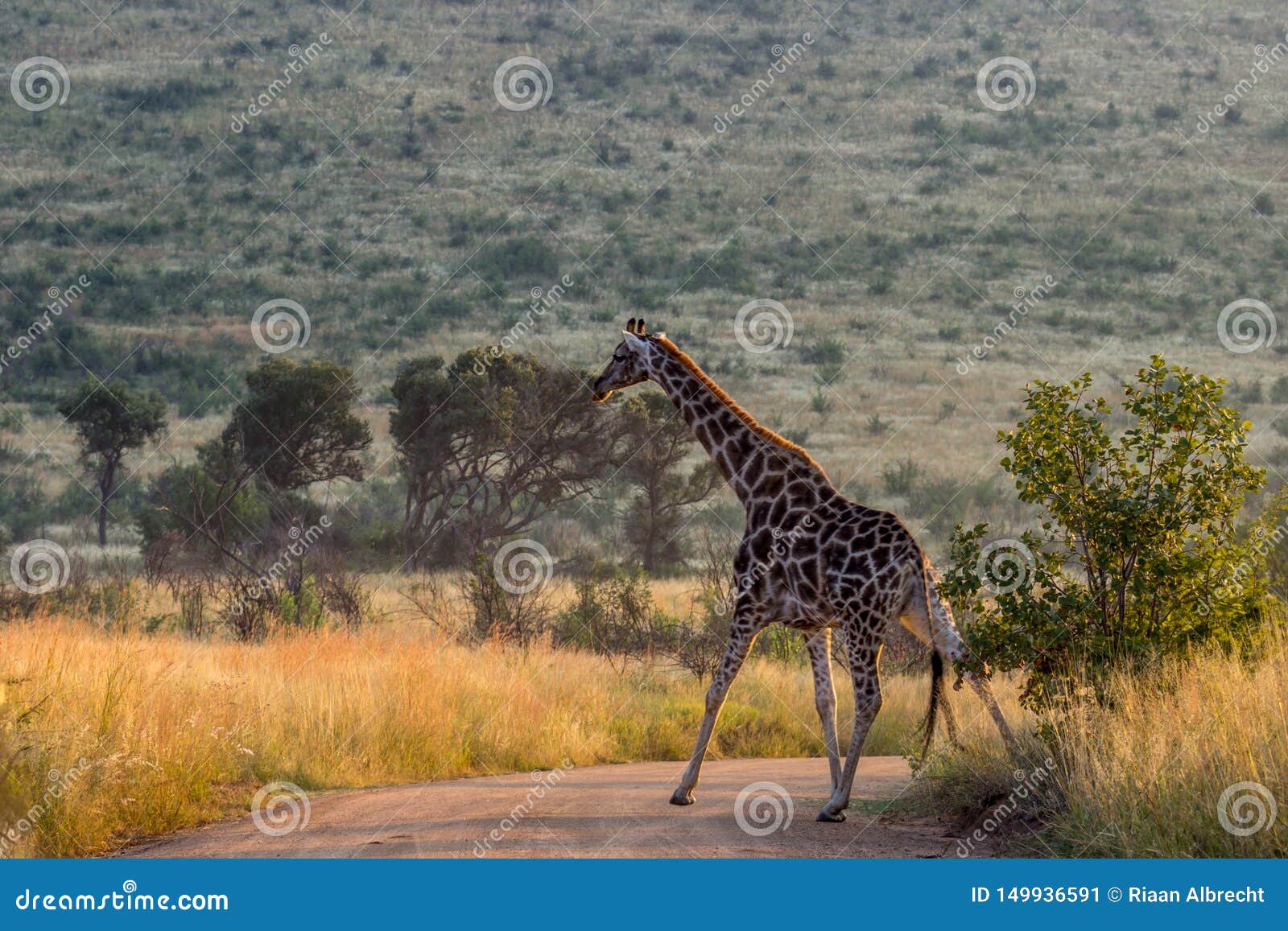 Giraffe crossing a road stock image. Image of road, tallest - 149936591