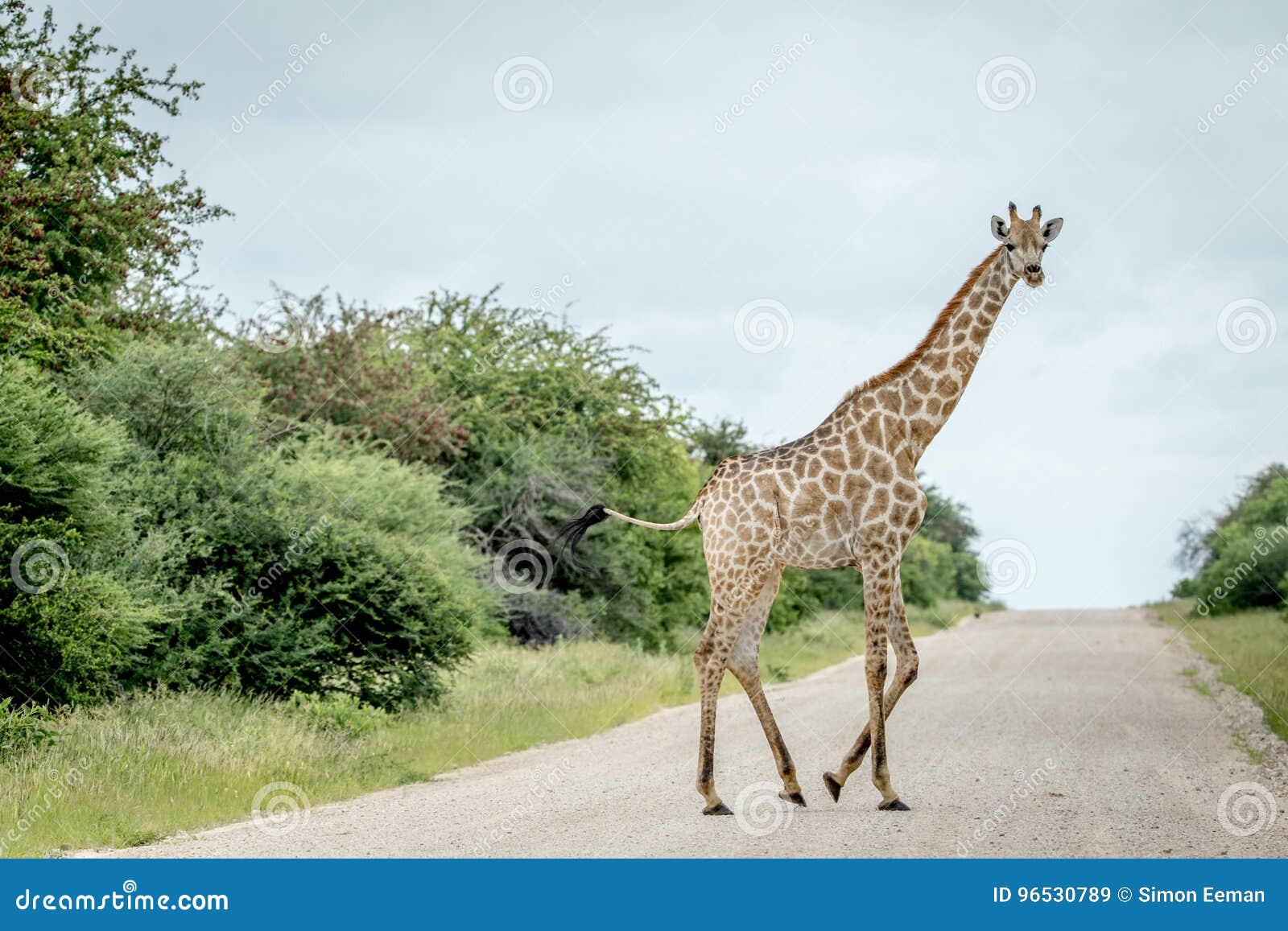 Giraffe Crossing the Road in Etosha. Stock Image - Image of ...