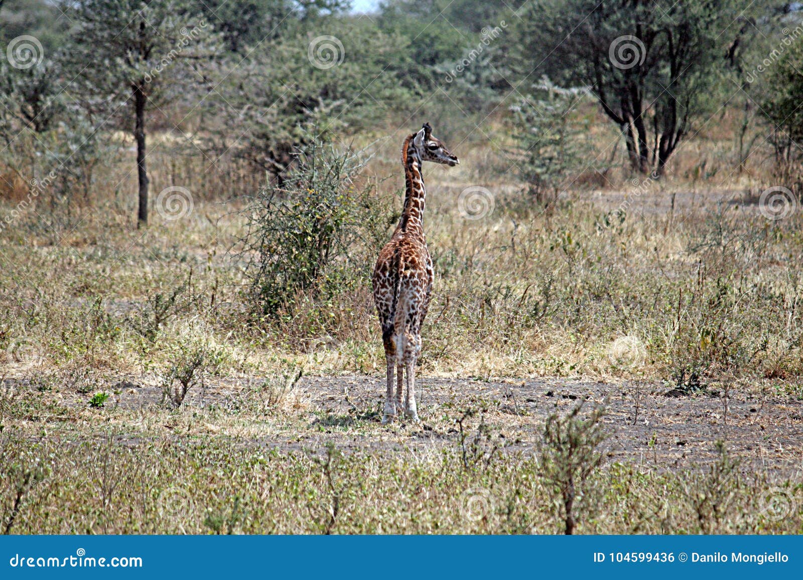 Giraffe cub stock photo. Image of animals, trip, safari - 104599436