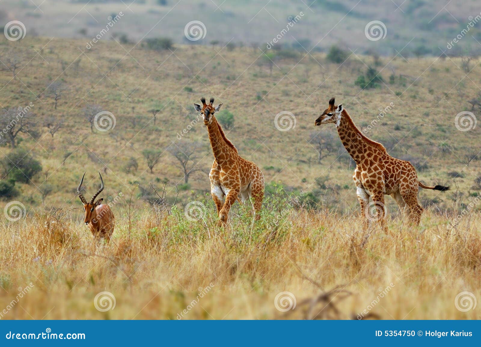 Giraffe Cubs and Impala Male Stock Photo - Image of couple, horn: 5354750