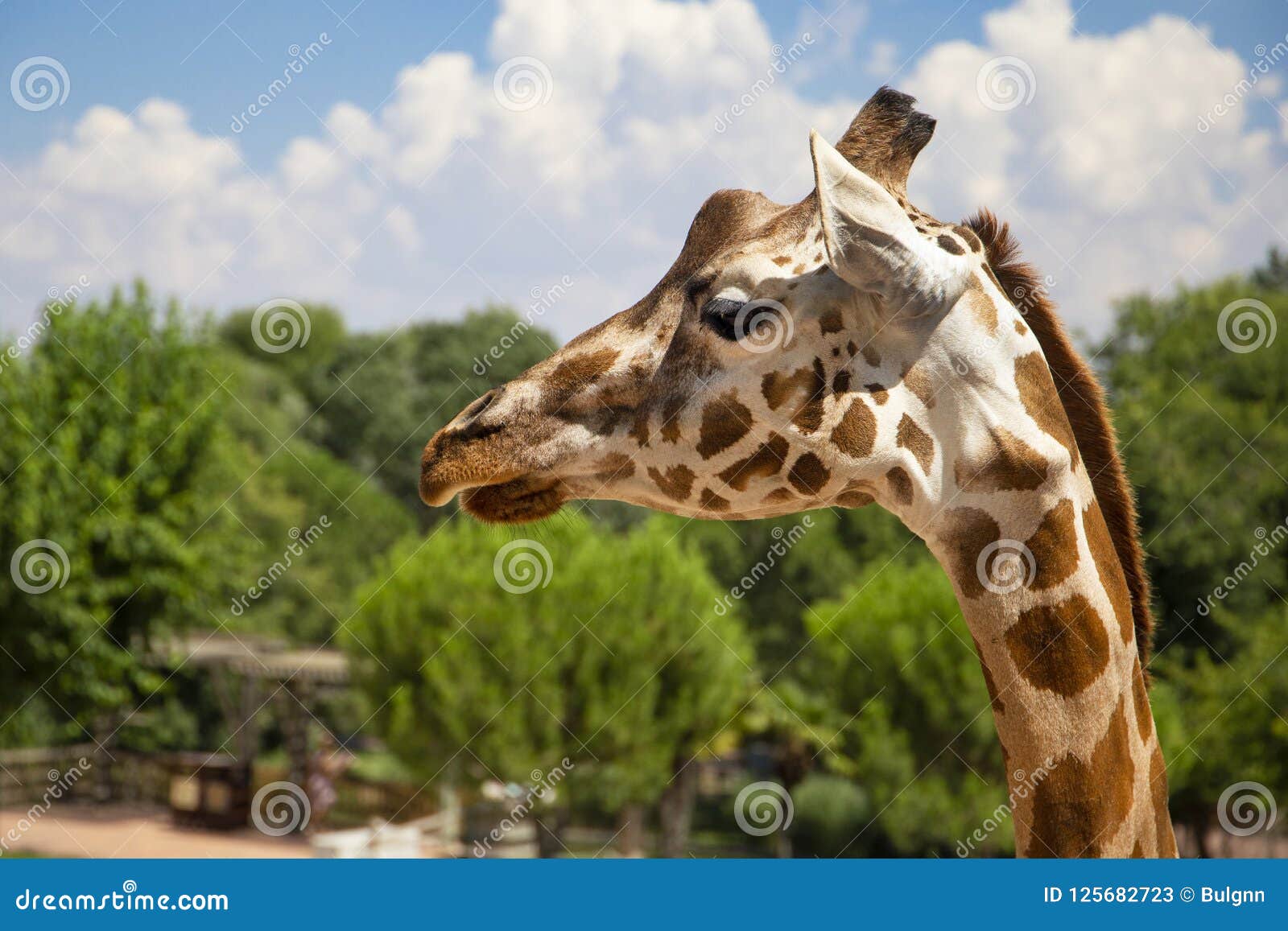 Giraffe with cute faces stock image. Image of landscape - 125682723