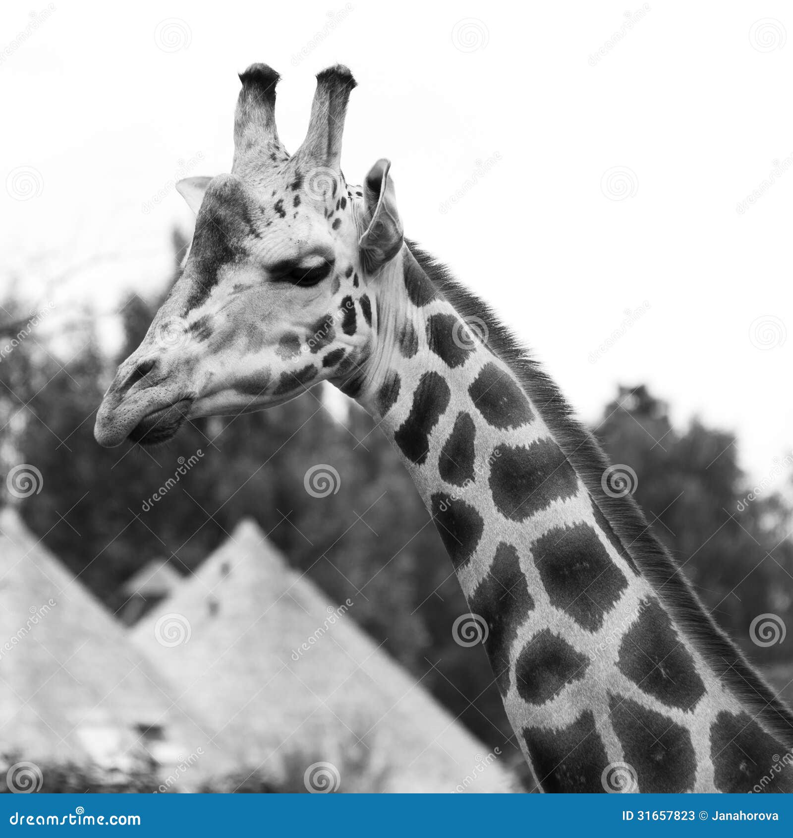 Giraffe Stock Photos - Image: 31657823