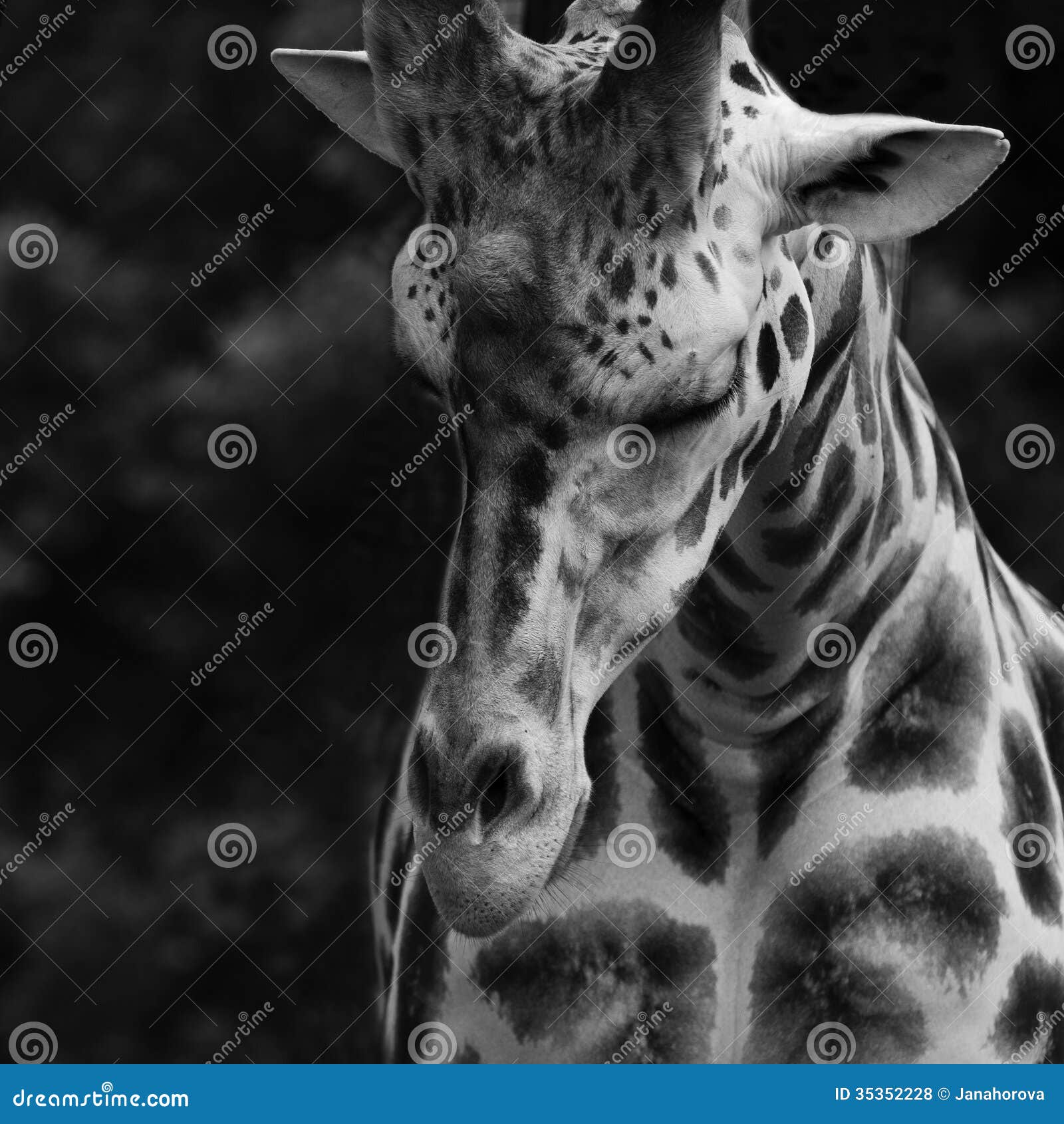 Giraffe stock photo. Image of eyelashes, scale, wood - 35352228