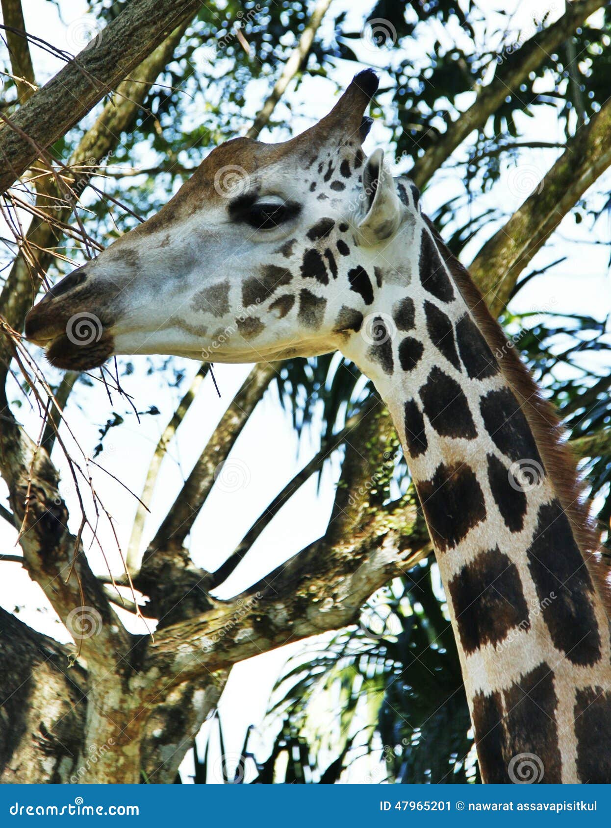 Giraffe stock image. Image of leaves, cute, reaching - 47965201