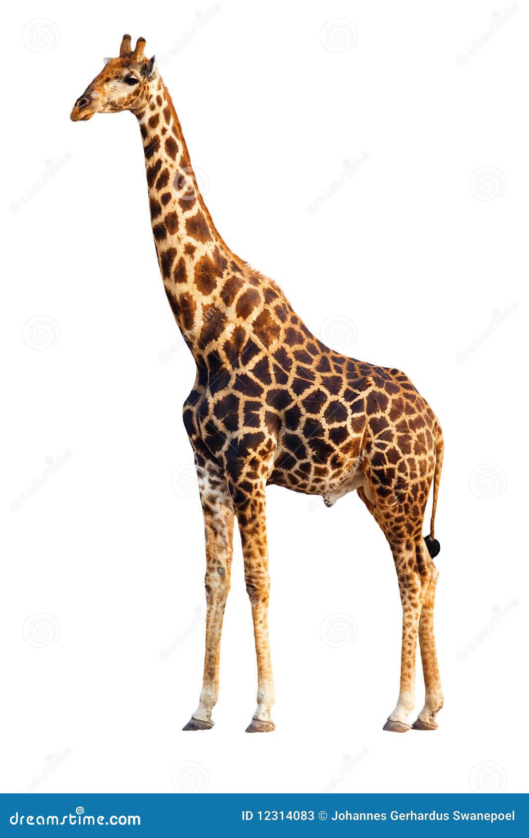Giraffe d'isolement image stock. Image du sauvage, blanc - 12314083