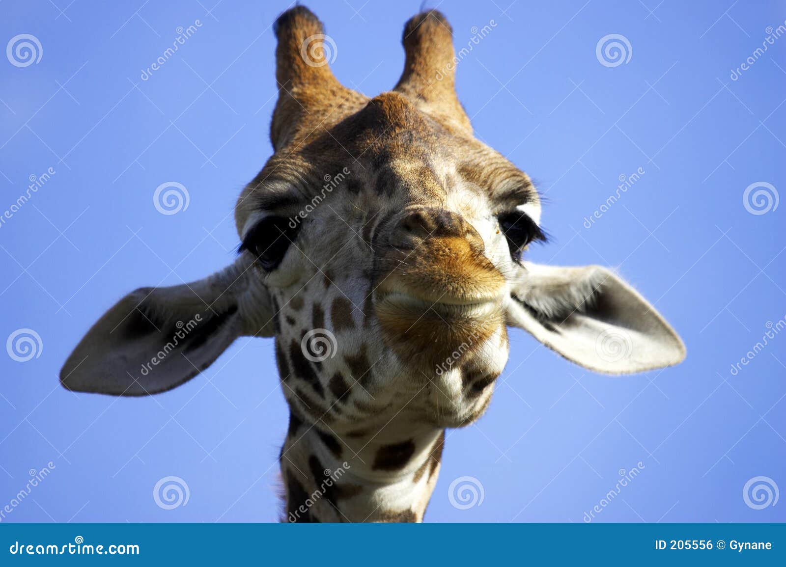 739 Photos de Smiling Giraffe - Photos de stock gratuites et libres de ...