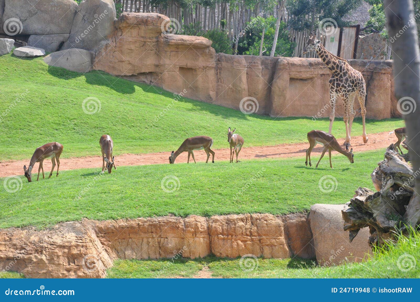 Giraffe with deers stock photo. Image of pattern, spotted - 24719948