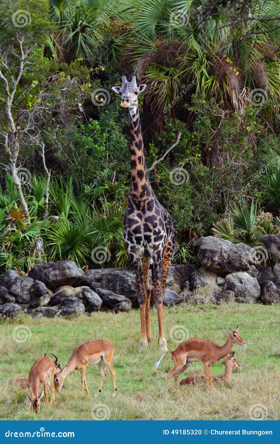 Giraffe with deers stock photo. Image of forests, trees - 49185320
