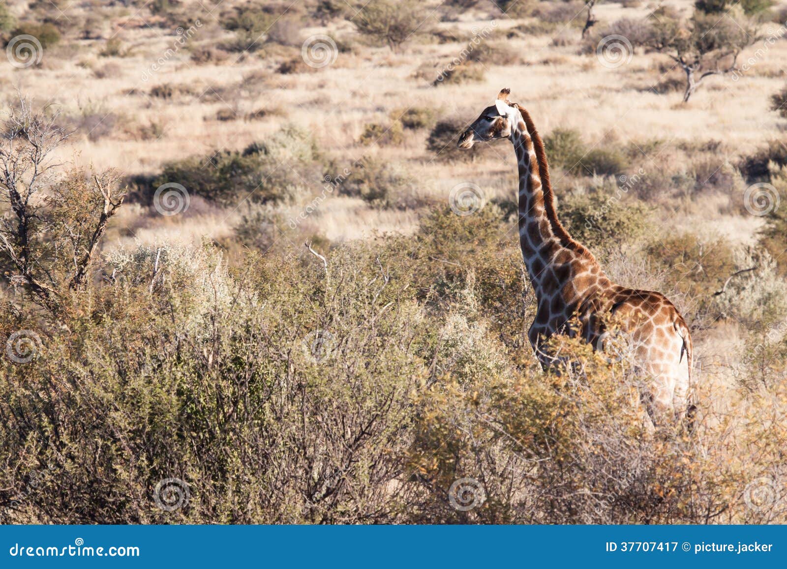 Giraffe in the desert stock image. Image of safari, national - 37707417