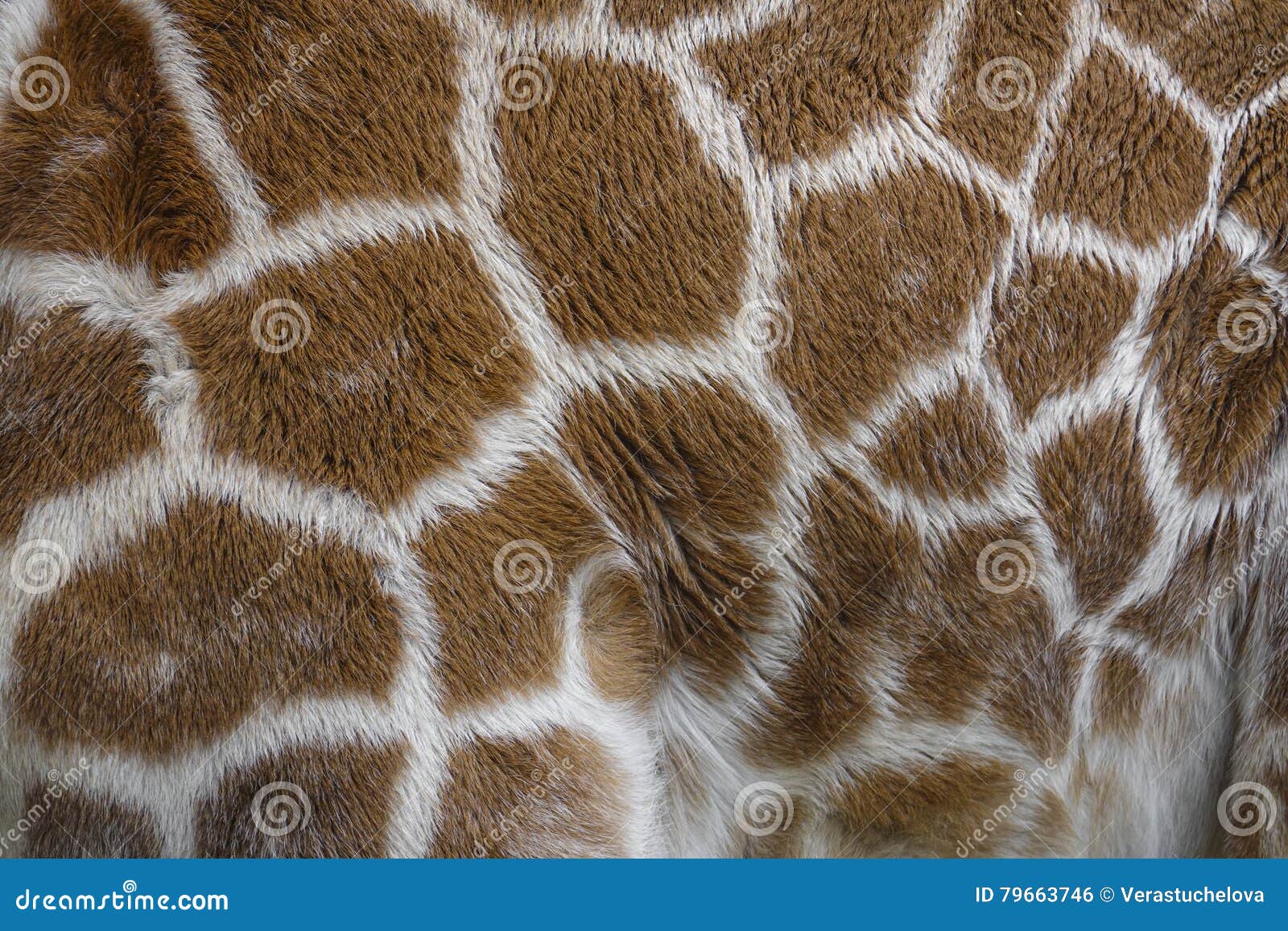 Giraffe in Detail - Texture Stock Photo - Image of skin, giraffe: 79663746