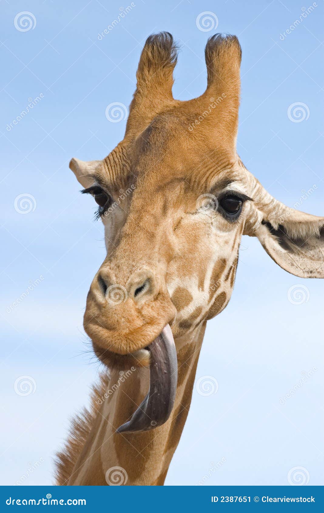 Giraffe, die dumm schaut stockbild. Bild von tier, lustig - 2387651