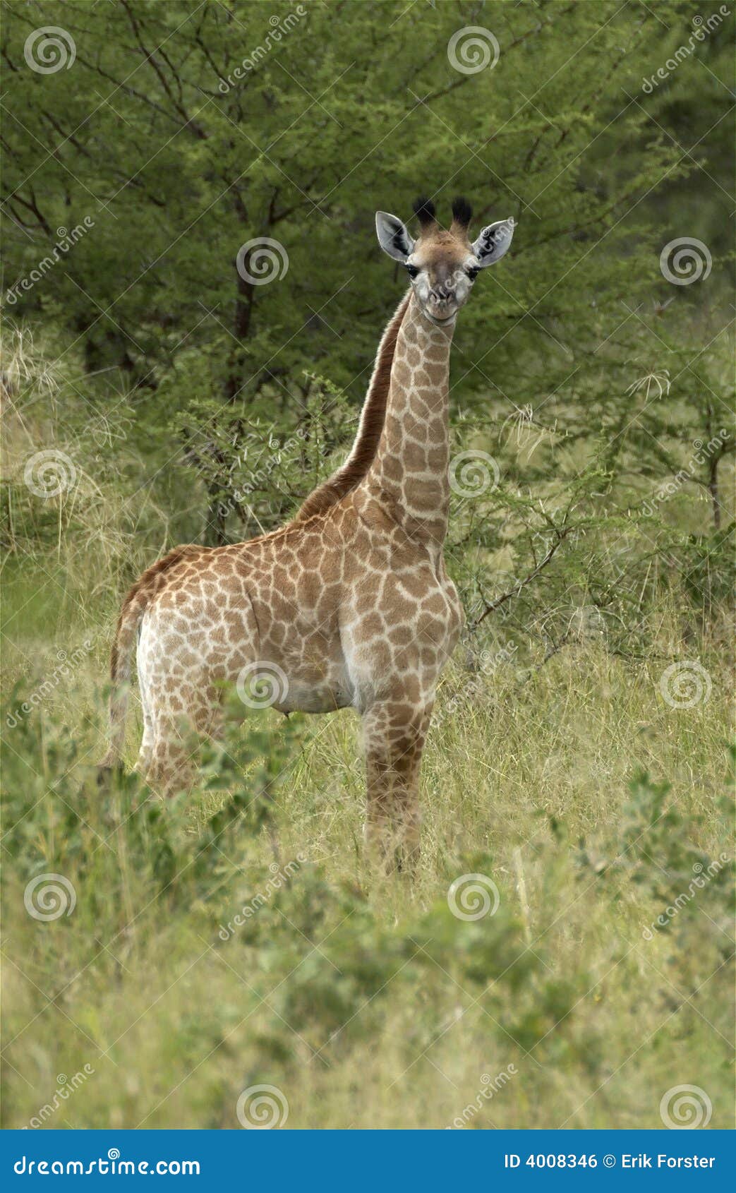 Giraffe do bebê foto de stock. Imagem de kruger, longo - 4008346