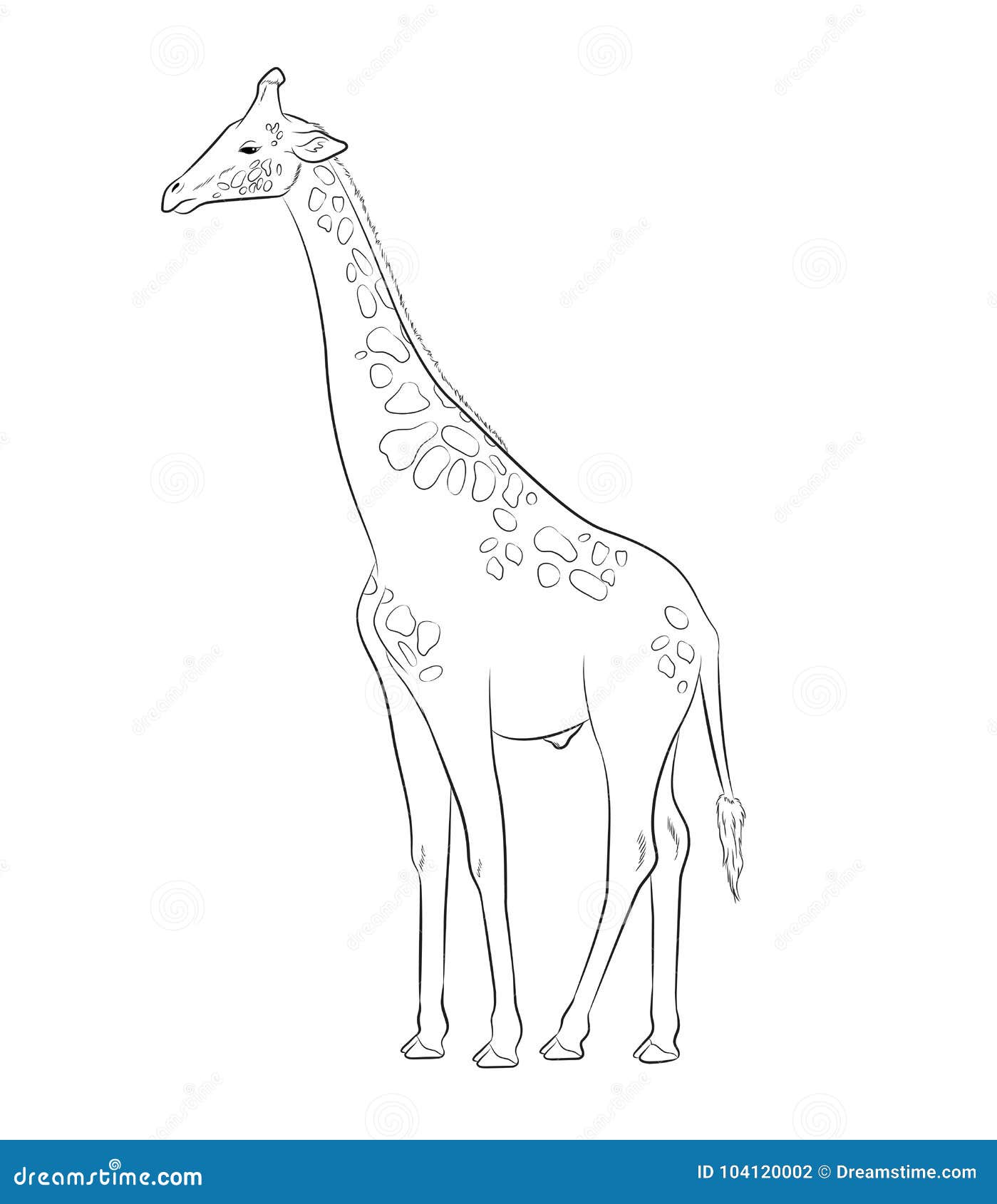 Giraffe Drawing Vector Illustration Stock Vector - Illustration of ...