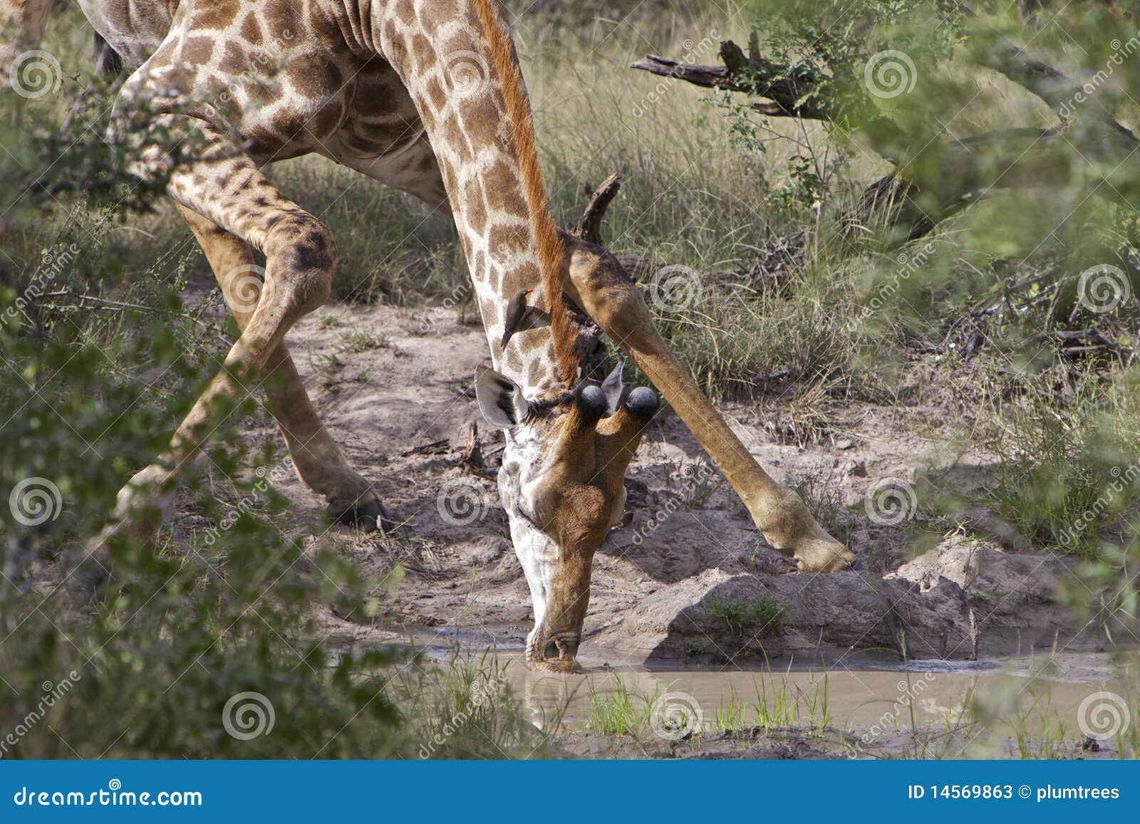 Giraffe drinking stock image. Image of reflection, nature - 14569863