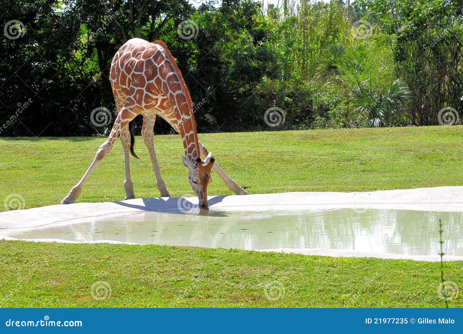 Giraffe Drinking stock image. Image of african, ground - 21977235