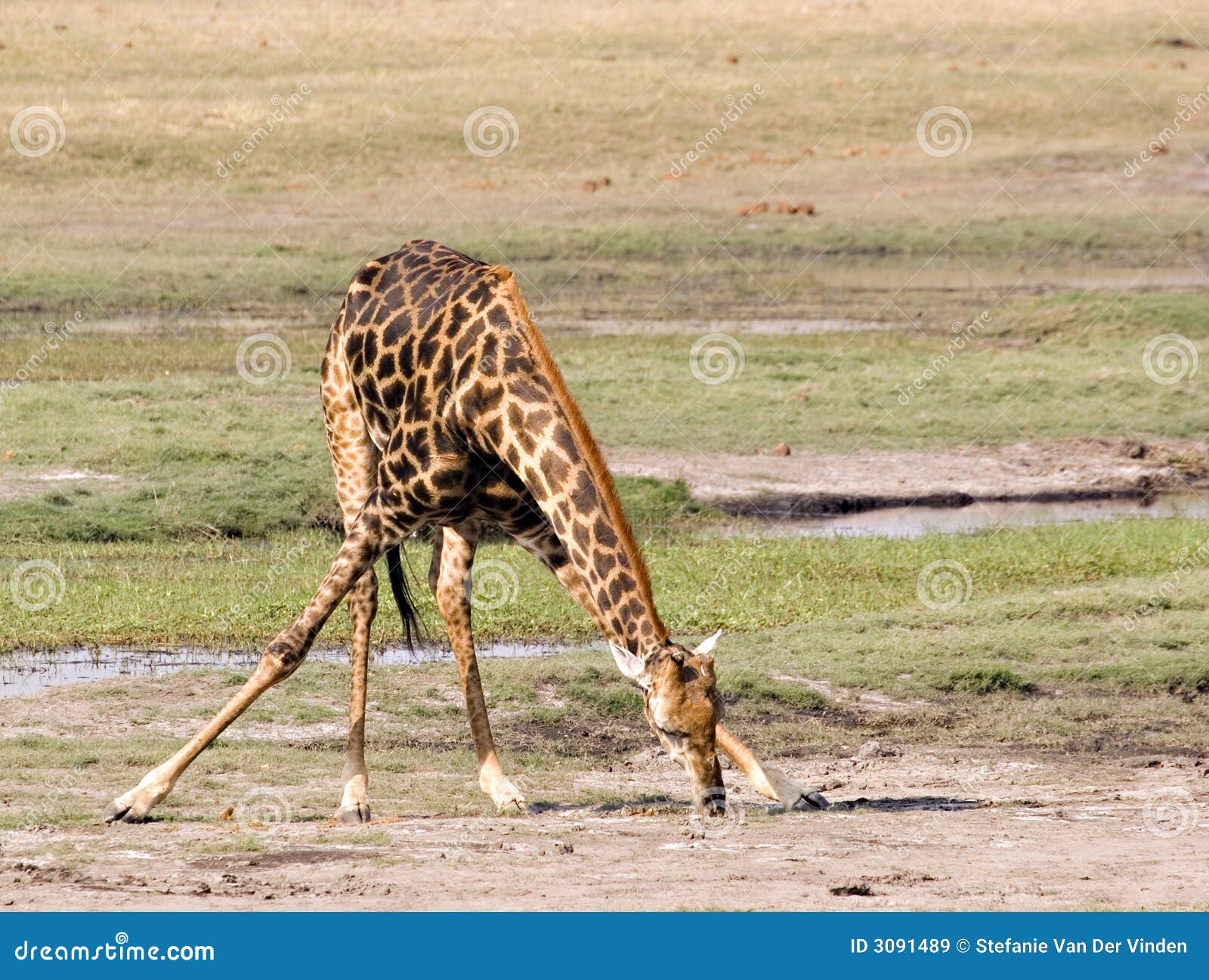 Giraffe drinking stock image. Image of giraffes, mammal - 3091489