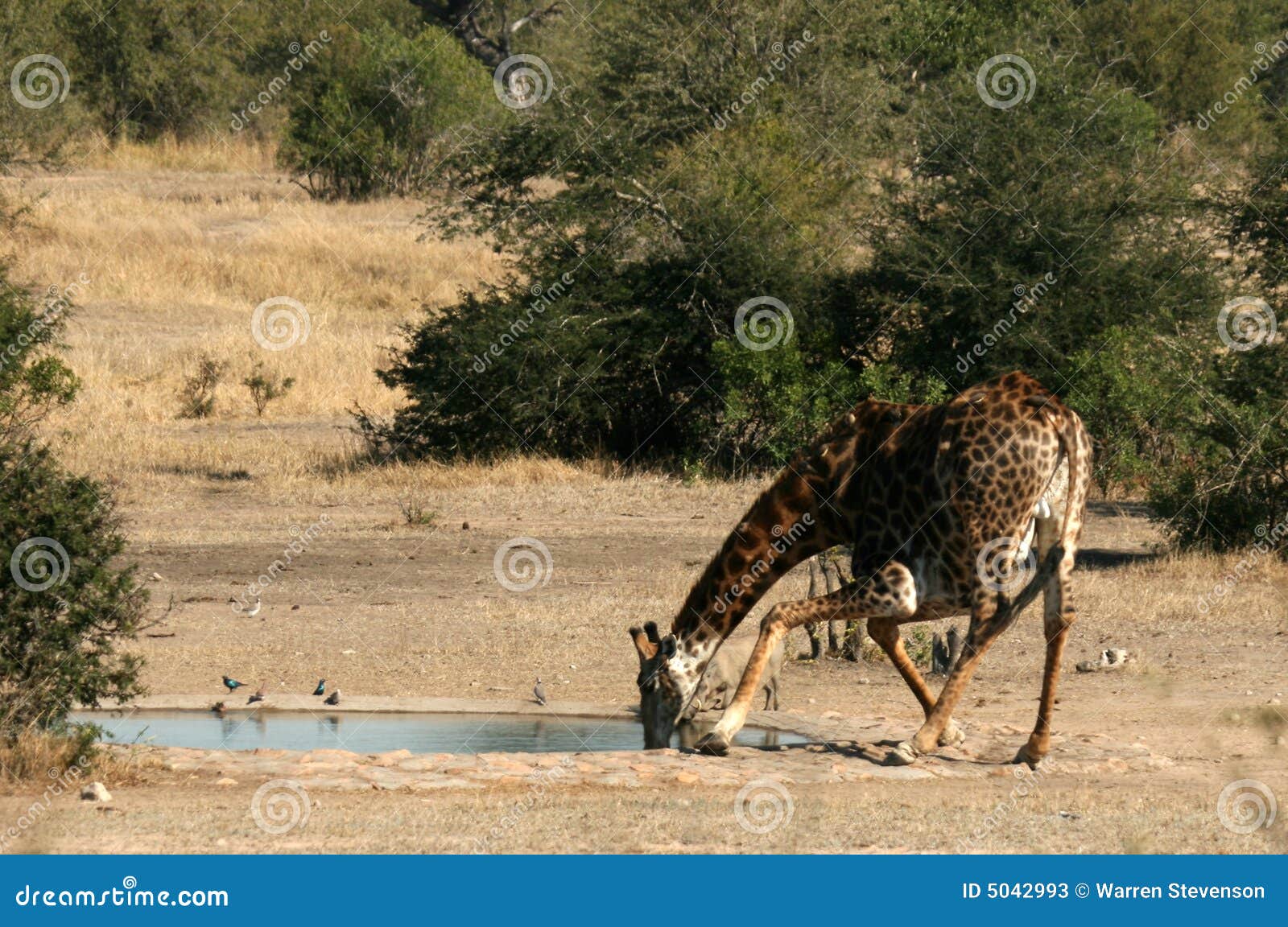 Giraffe Drinking stock image. Image of browser, giraffe - 5042993