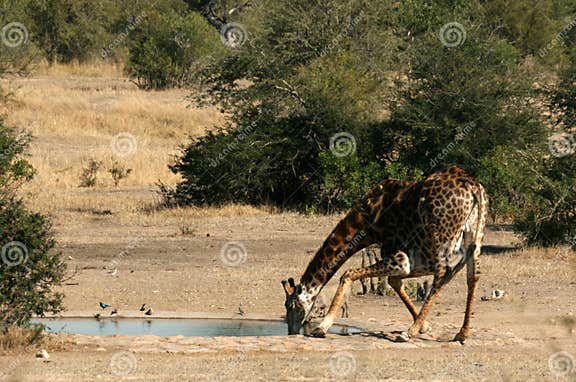 Giraffe Drinking stock image. Image of browser, giraffe - 5042993