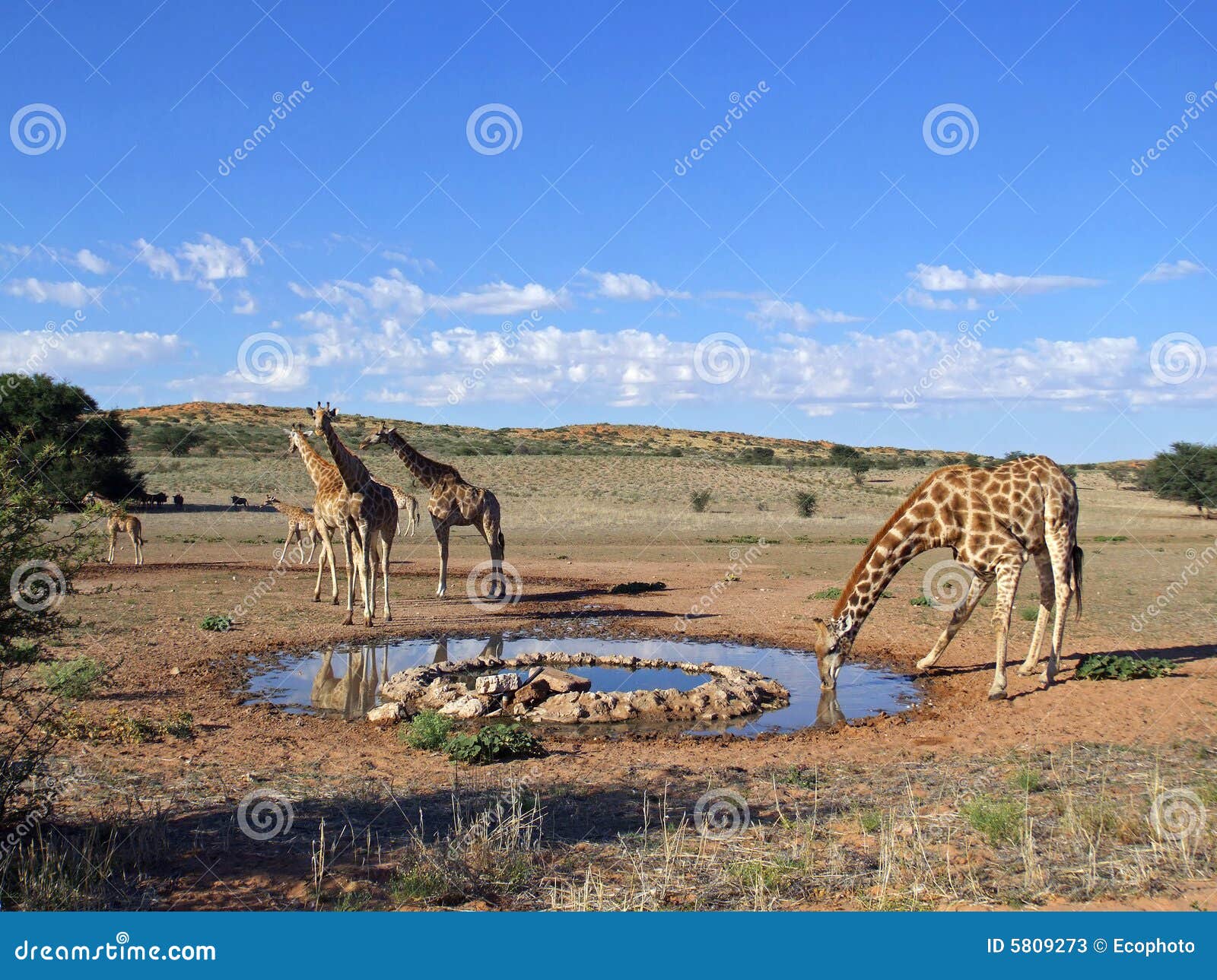 Giraffe drinking stock image. Image of drink, horizontal - 5809273