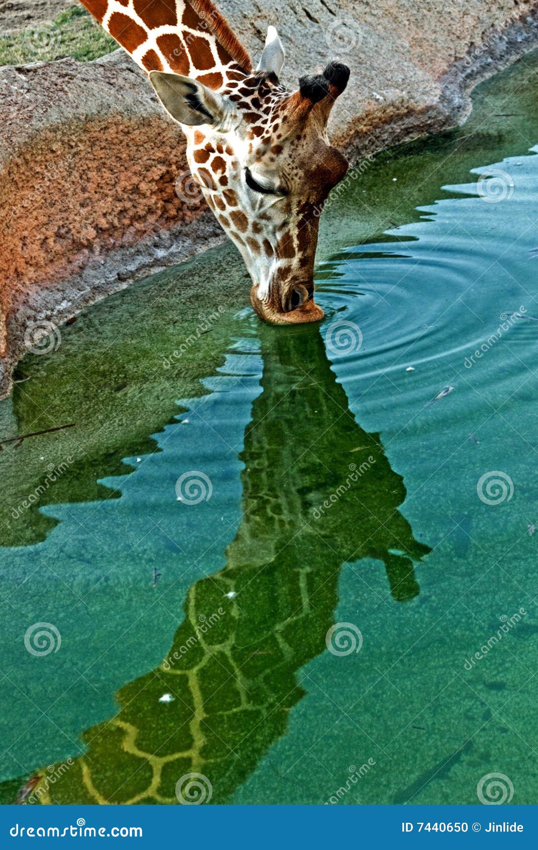 Giraffe drinking stock photo. Image of africa, animal - 7440650