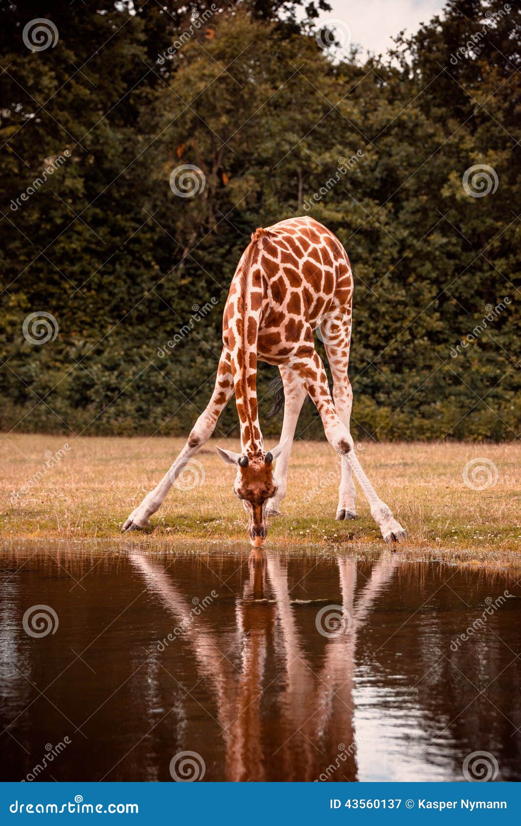Giraffe drinking stock image. Image of lake, kenya, mammal - 43560137