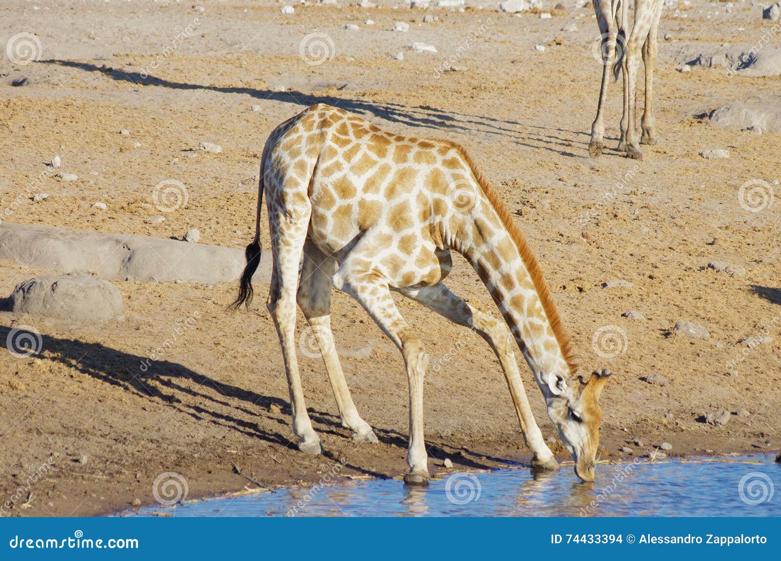 Giraffe drinking stock photo. Image of animal, obstacles - 74433394