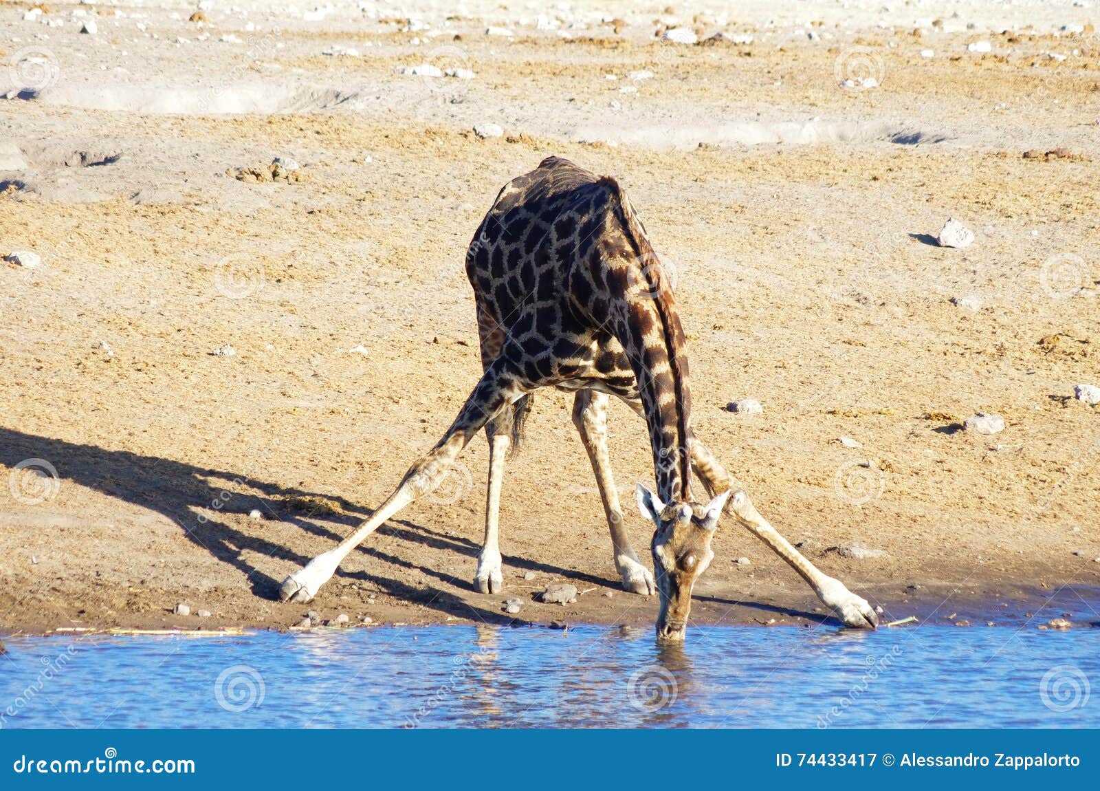 Giraffe drinking stock image. Image of park, obstacles - 74433417