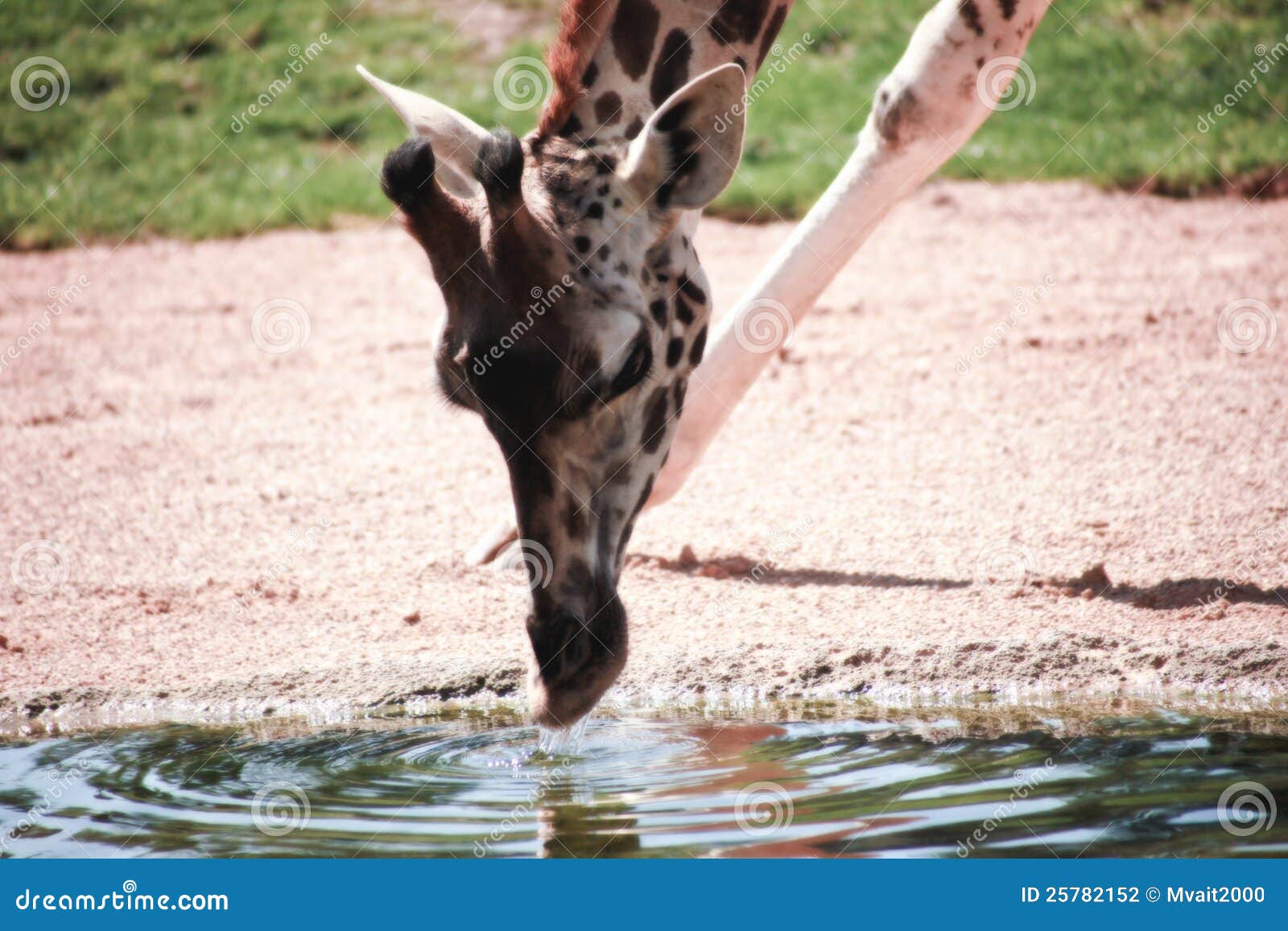 Giraffe Drinking Water stock photo. Image of giraffe - 25782152