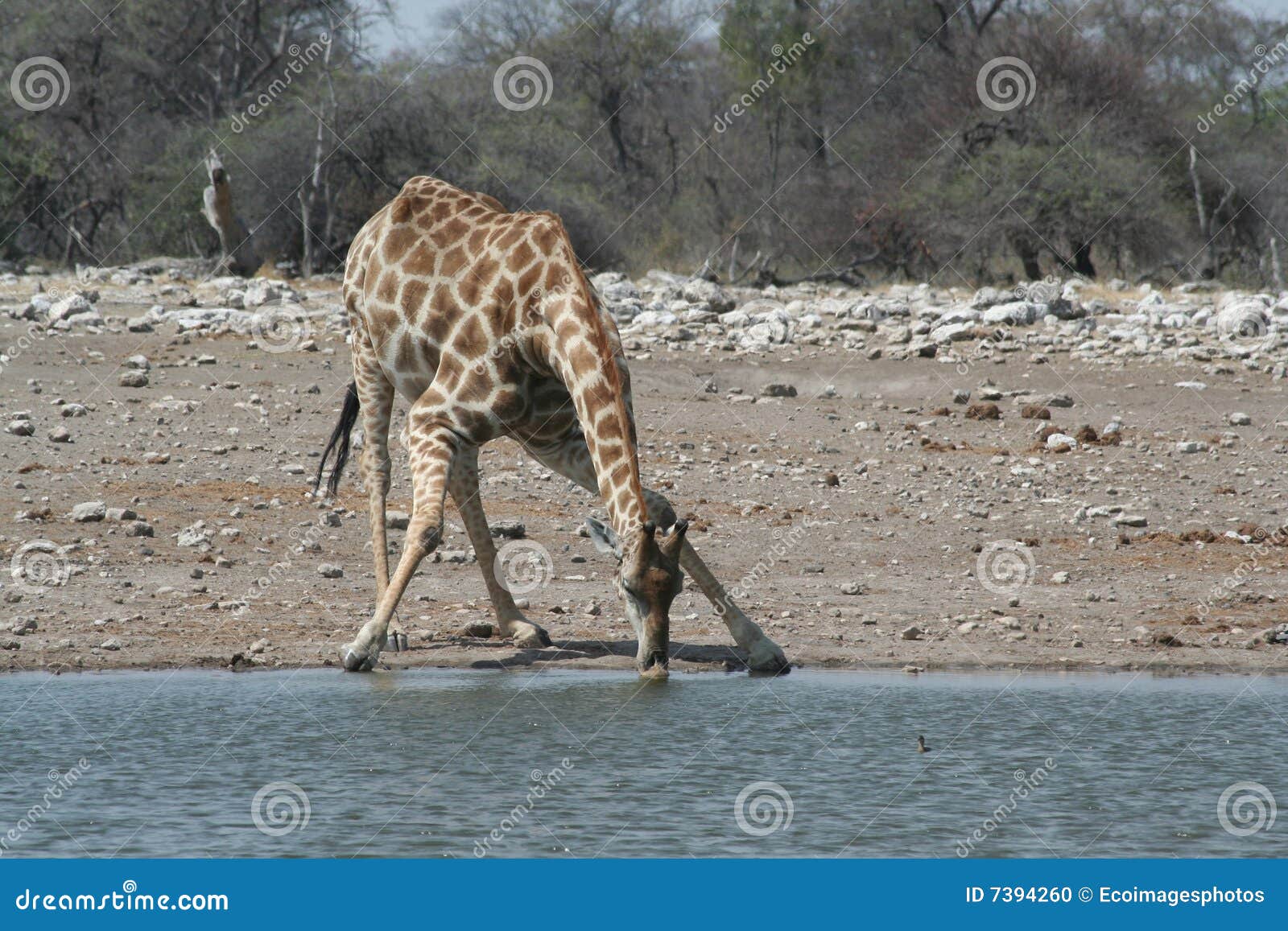 Giraffe drinking water stock photo. Image of animal, africa - 7394260