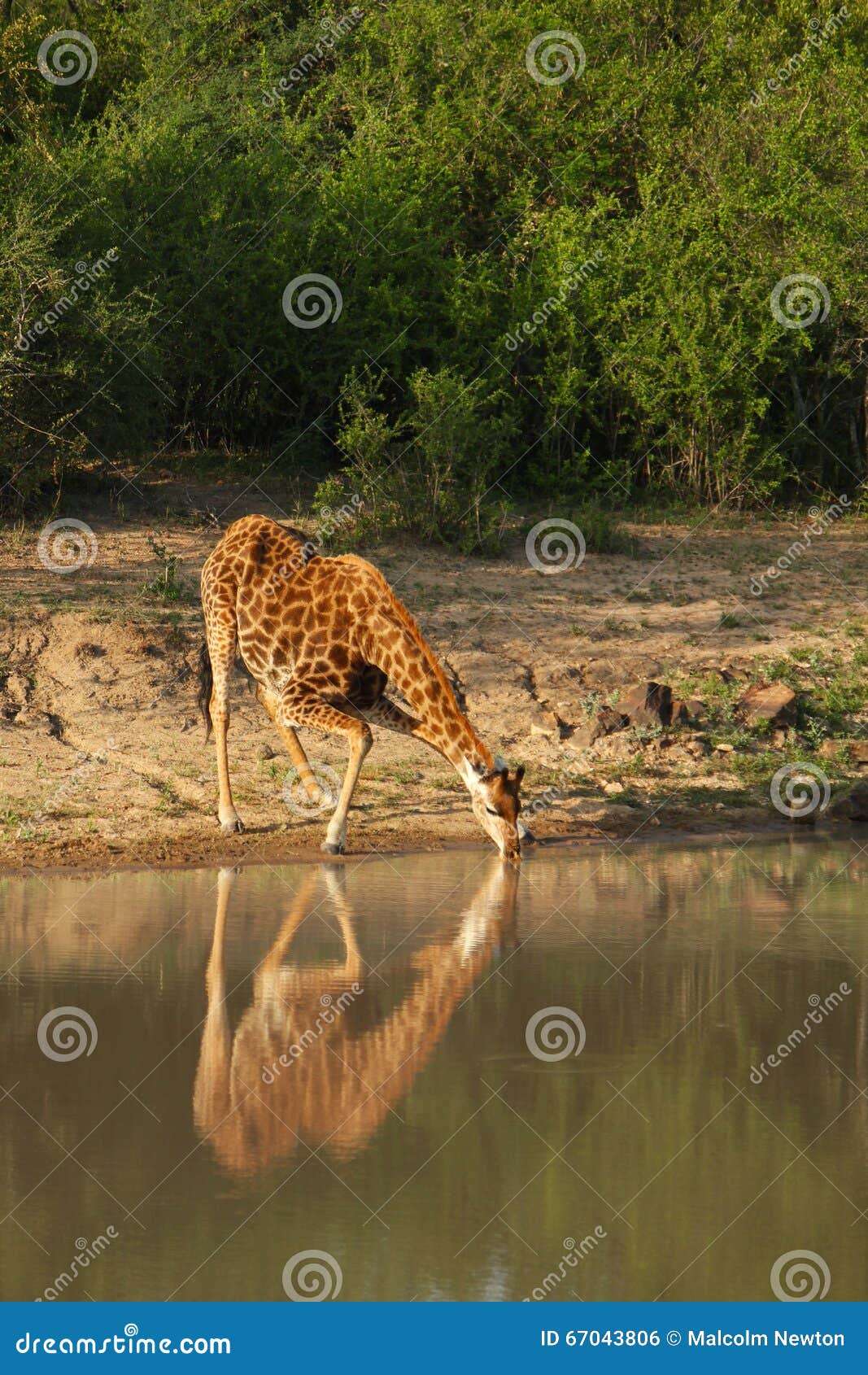 Giraffe drinking water. stock photo. Image of giraffe - 67043806