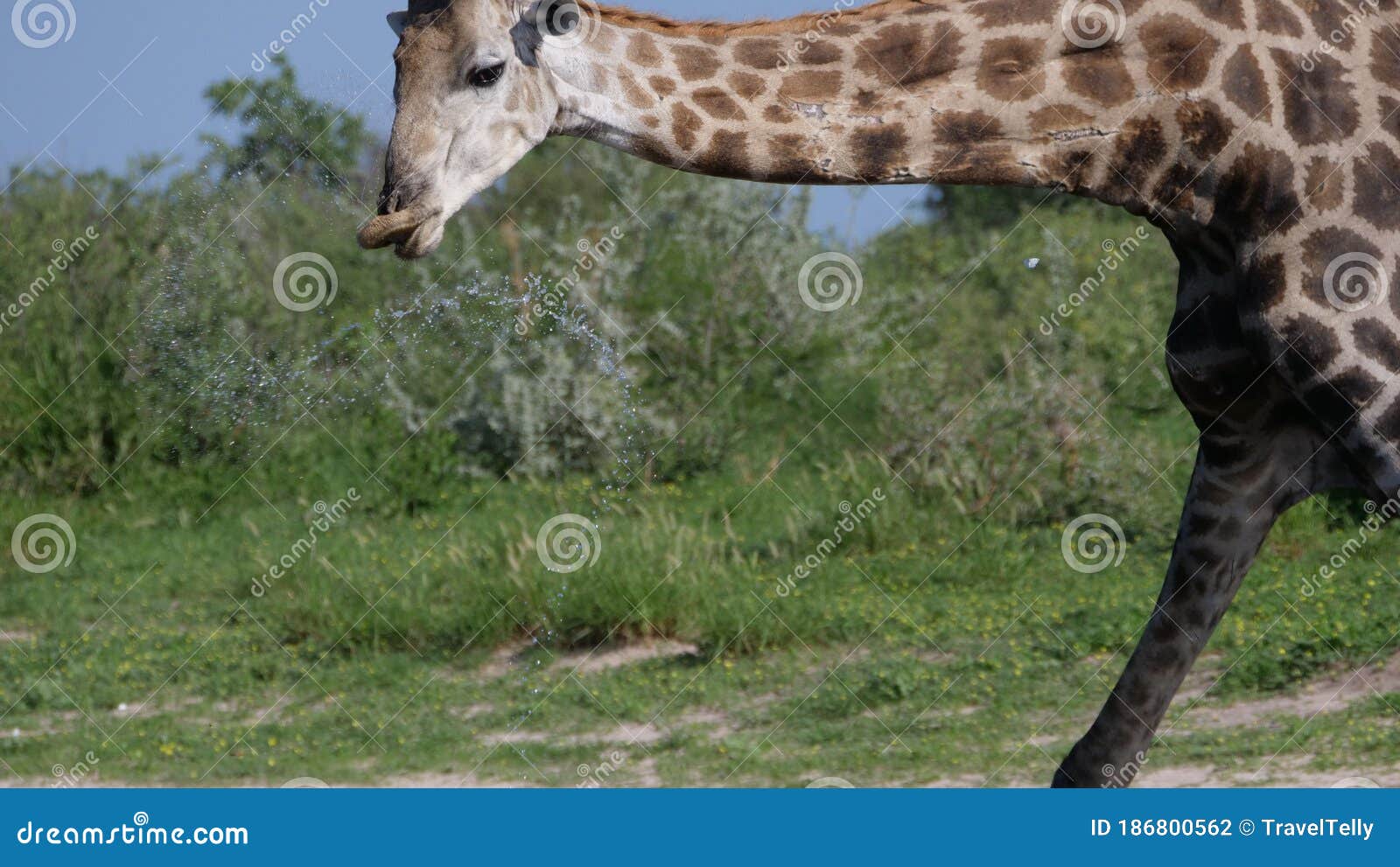 Giraffe drinking water stock photo. Image of forest - 186800562