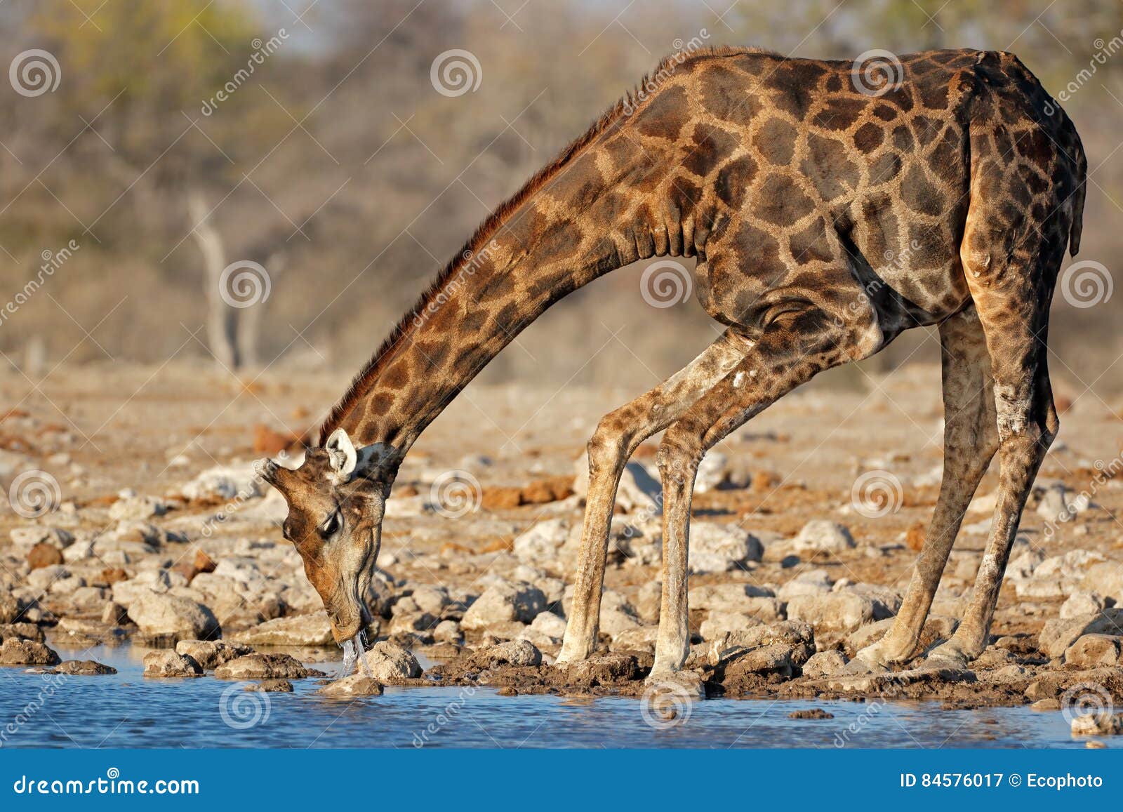 Giraffe drinking water stock image. Image of behavior - 84576017